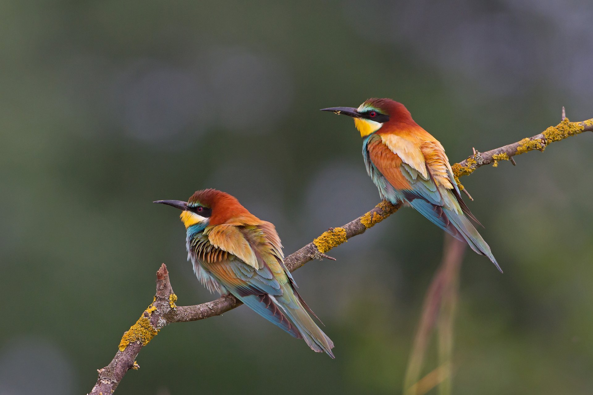 Download Branch Bird Animal Bee-eater HD Wallpaper