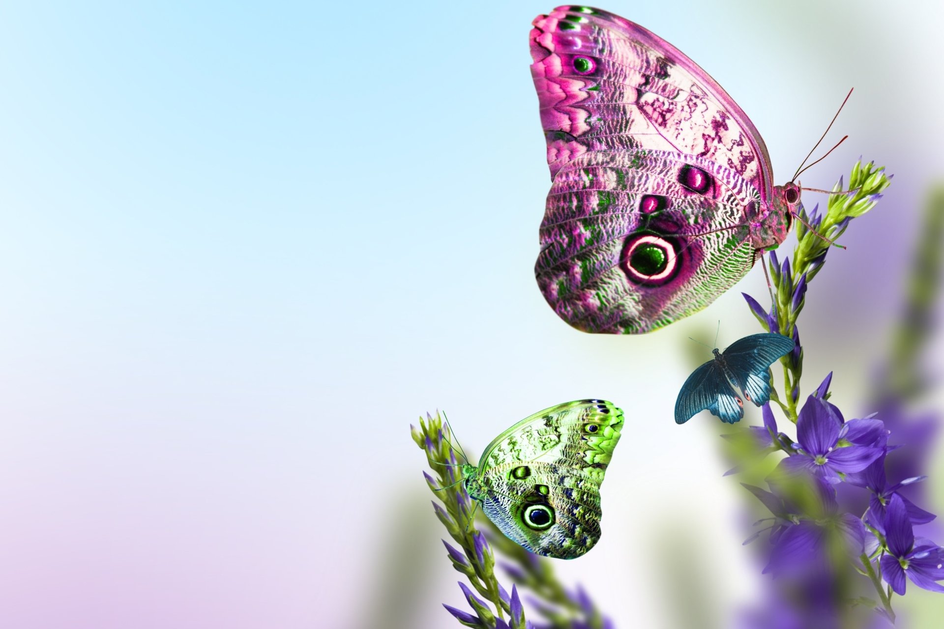 2K Quad HD: Chromatic Butterfly Reverie | 3072x2048 | Wallpaper Abyss