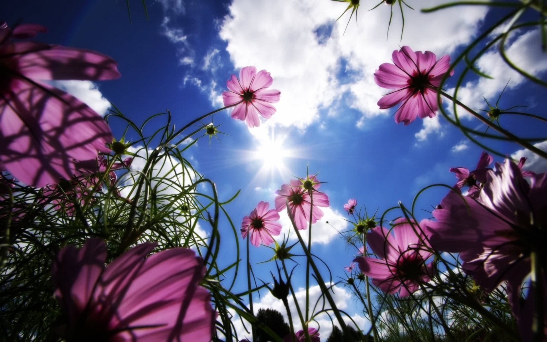 Cosmic Blooms: Stunning HD Nature Wallpaper of Flowers Against the Sky
