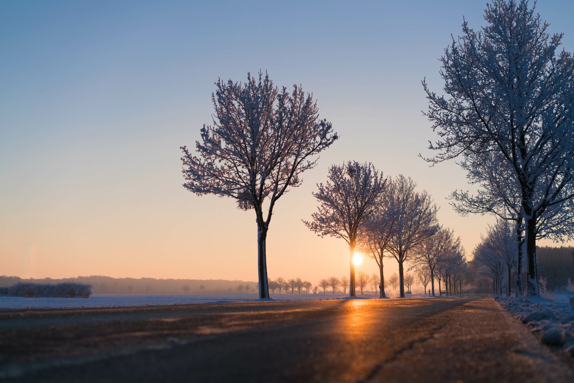 Download Tree-lined Tree Nature Winter Road Sunrise HD Wallpaper