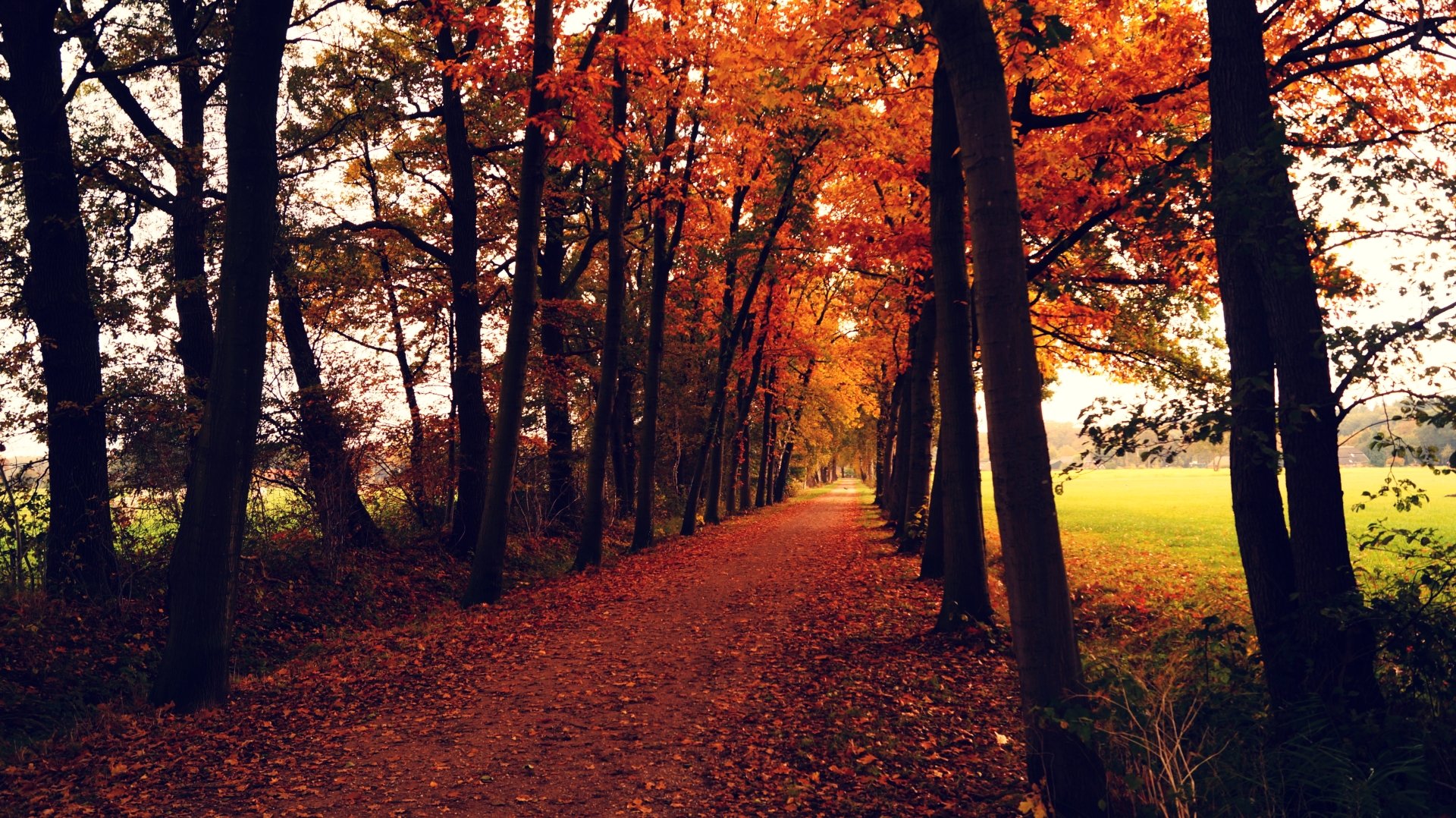 Download Nature Fall Tree-lined Tree Man Made Road 4k Ultra HD Wallpaper