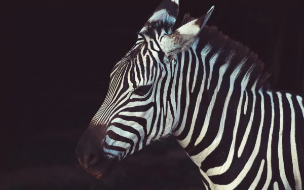 [30+] Zebra 4k Wallpapers