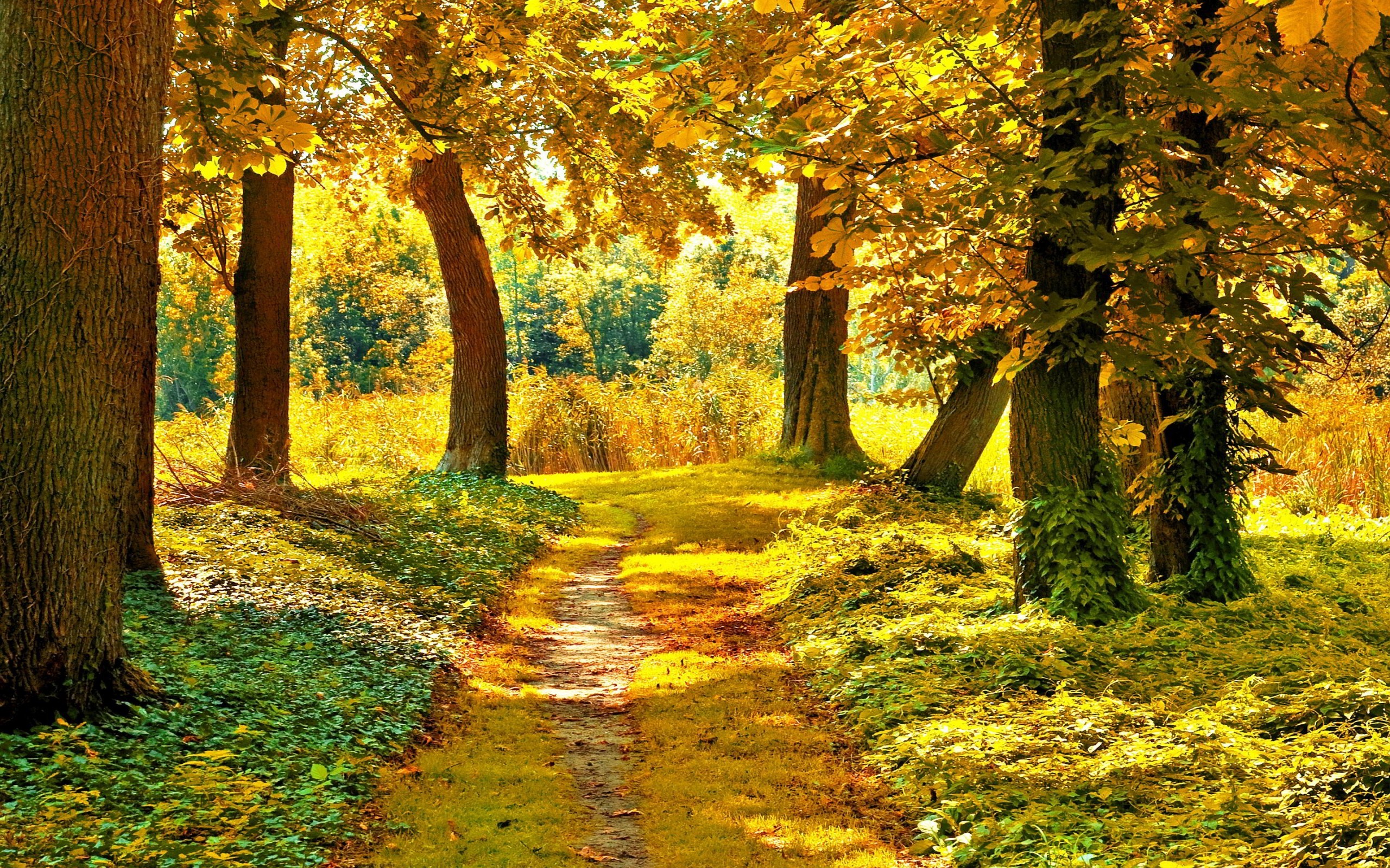 Golden Autumn Pathway Through Majestic Trees | HD Nature Wallpaper