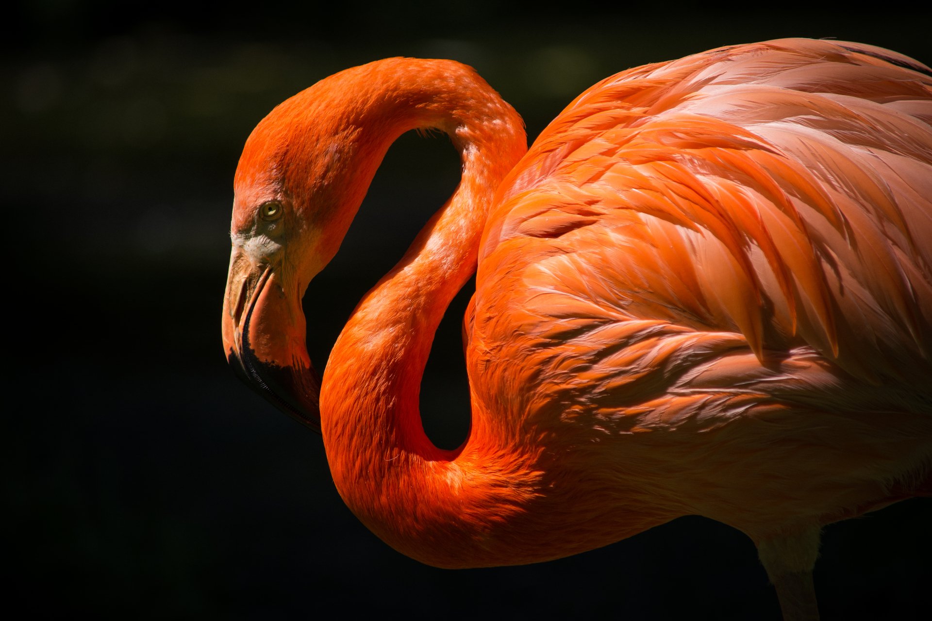 Download Bird Animal Flamingo 4k Ultra HD Wallpaper