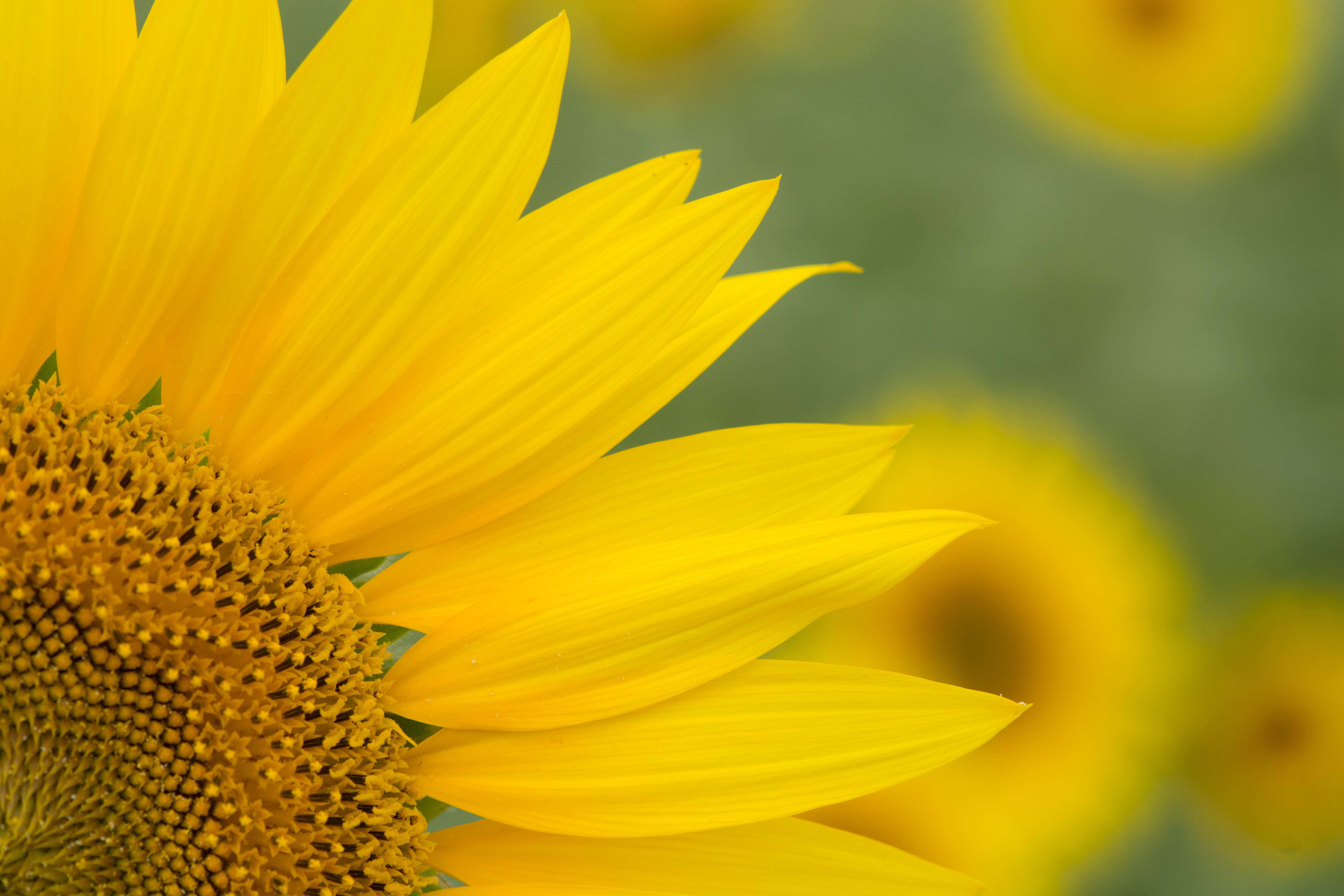 Sunflower 4k Ultra HD Wallpaper
