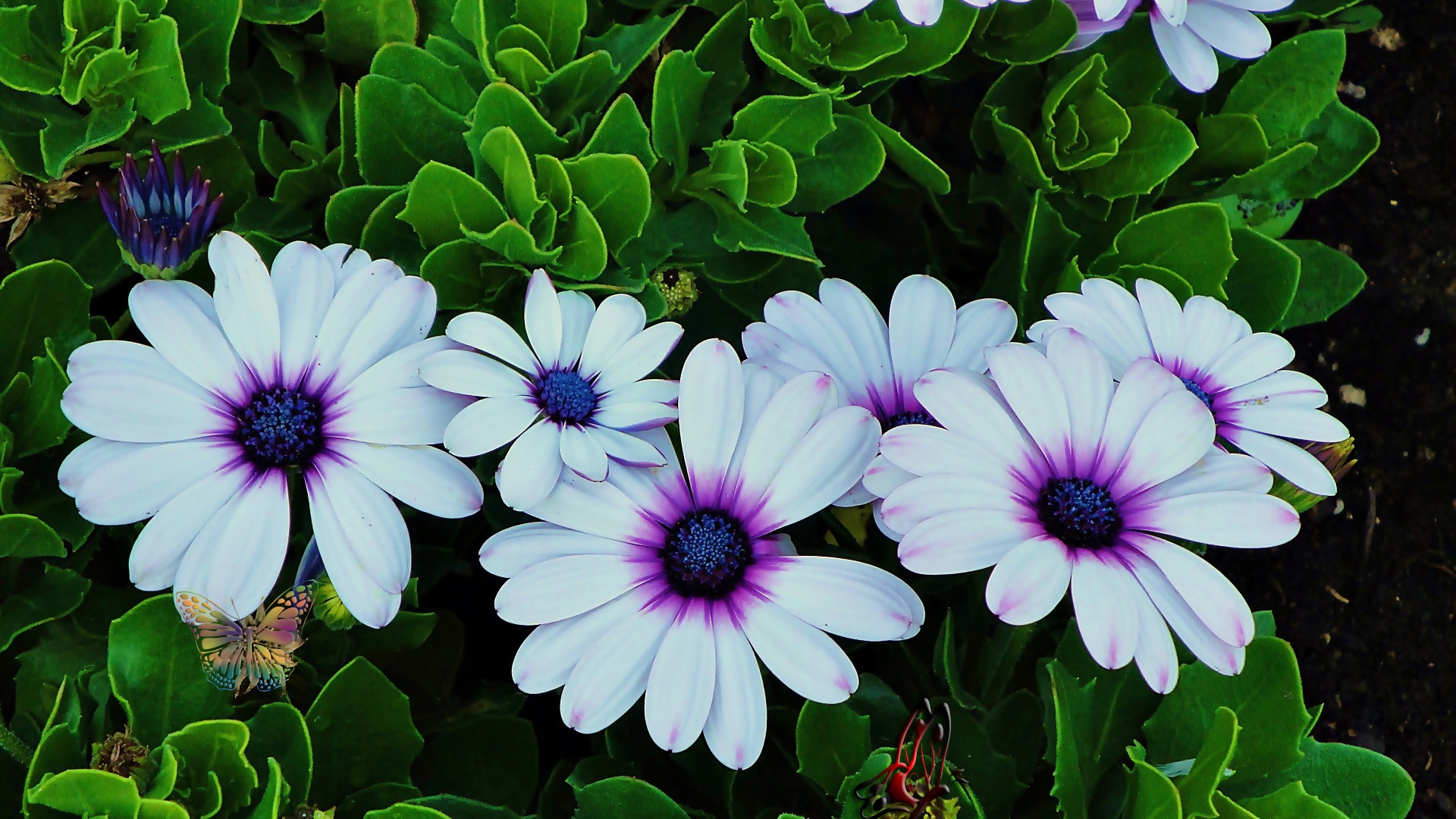 Download White Flower Green Leaf Flower Nature Daisy HD Wallpaper