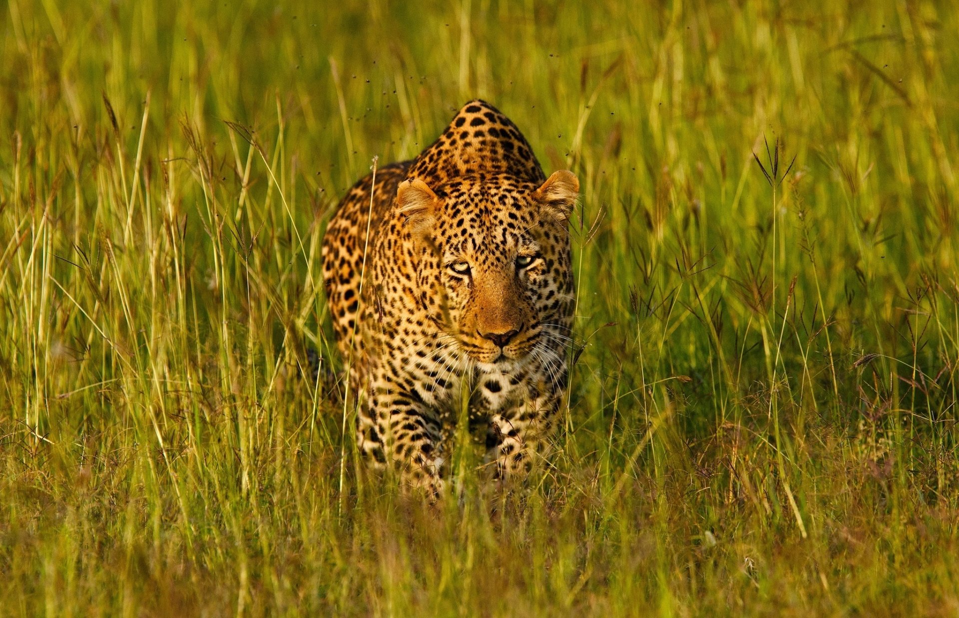 Download Grass Animal Leopard HD Wallpaper | 2048x1320 | Wallpaper Abyss