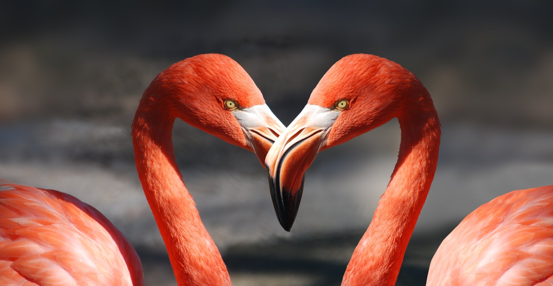 Flamingo Love in 4K Ultra HD – Stunning Animal Bird Wallpaper ...
