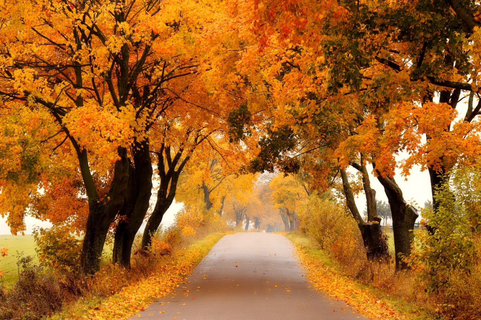Download Tree Fall Man Made Road HD Wallpaper