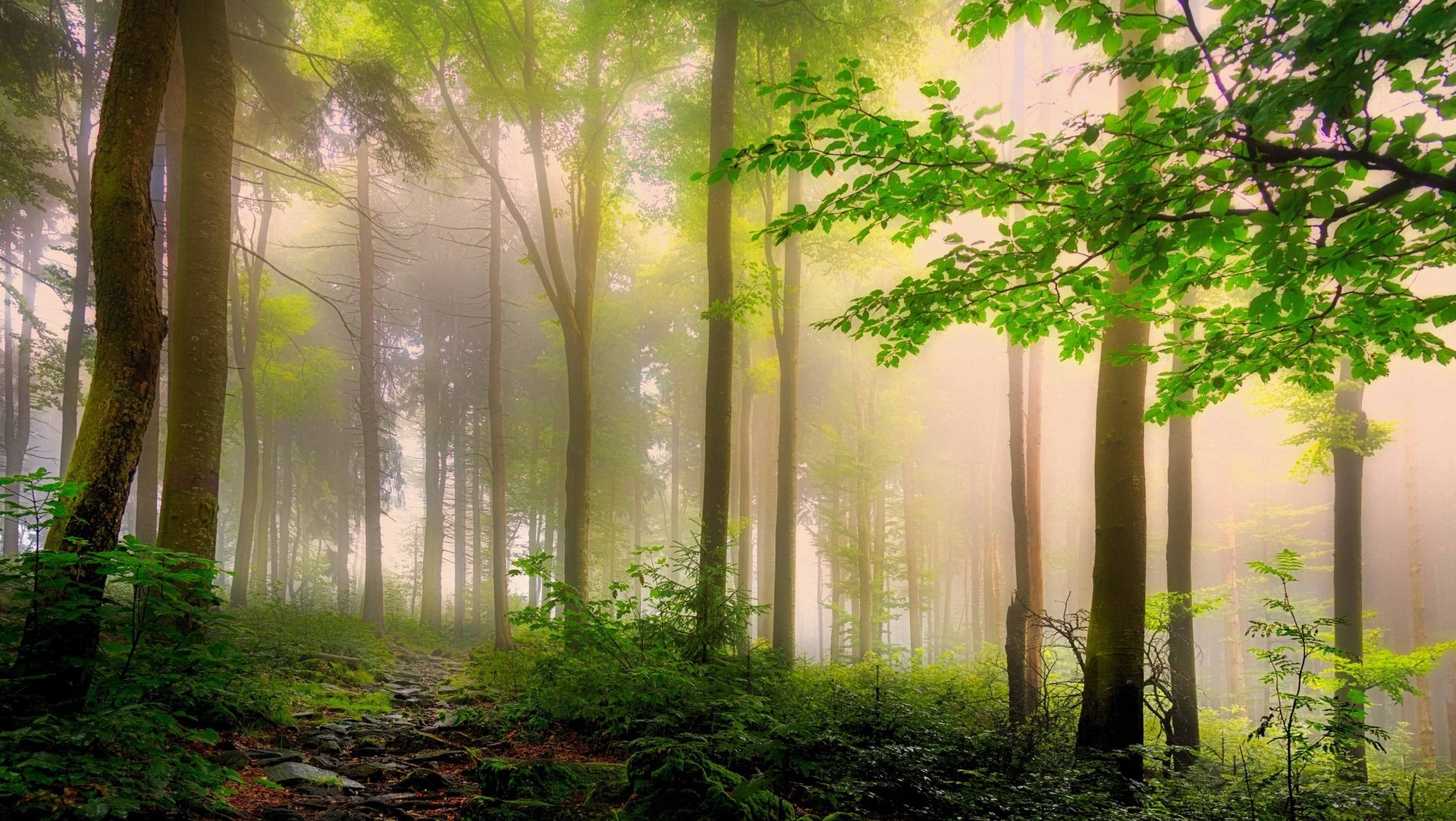Nature Fog HD Wallpaper