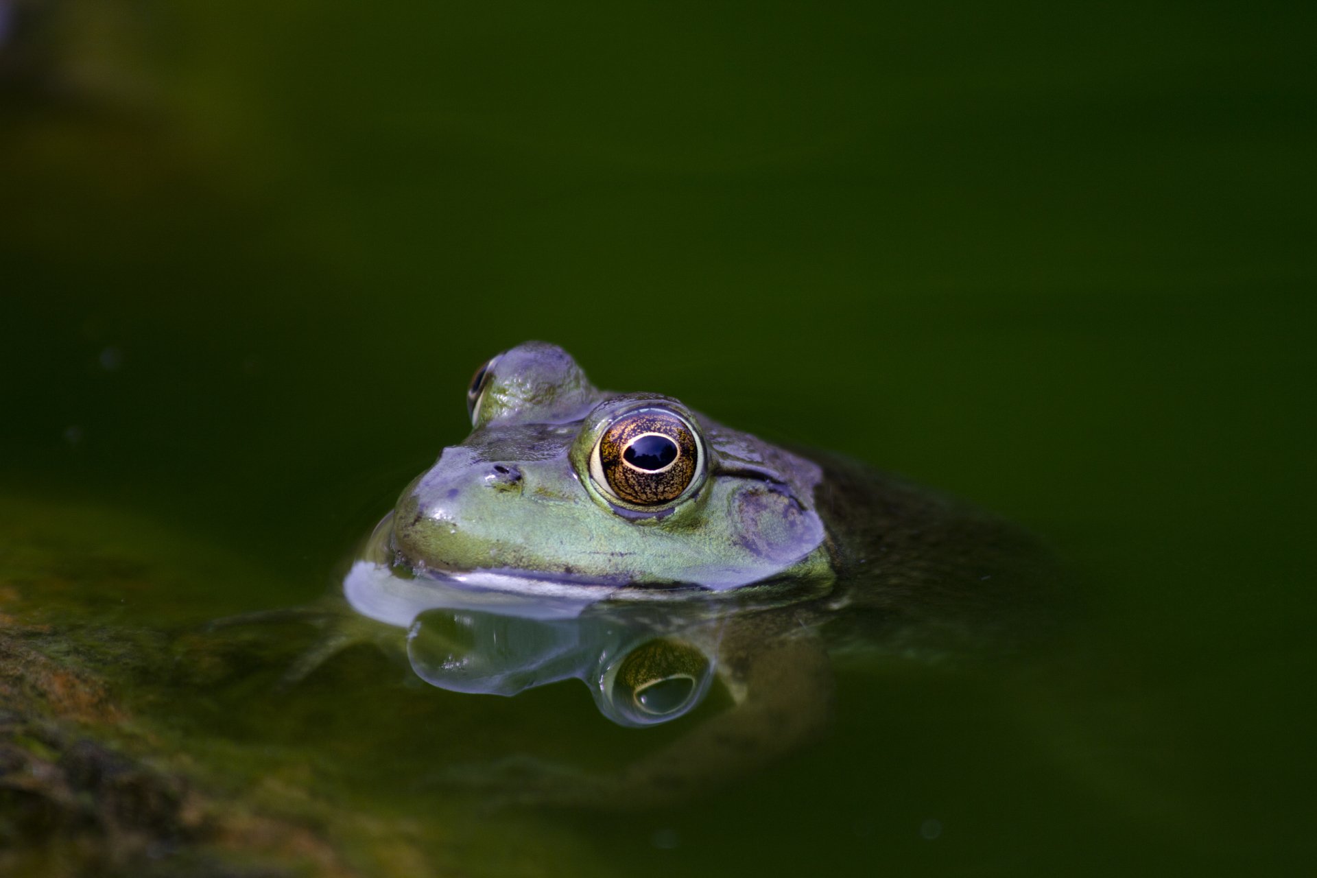 Download Water Amphibian Animal Toad 4k Ultra HD Wallpaper | 5184x3456 ...