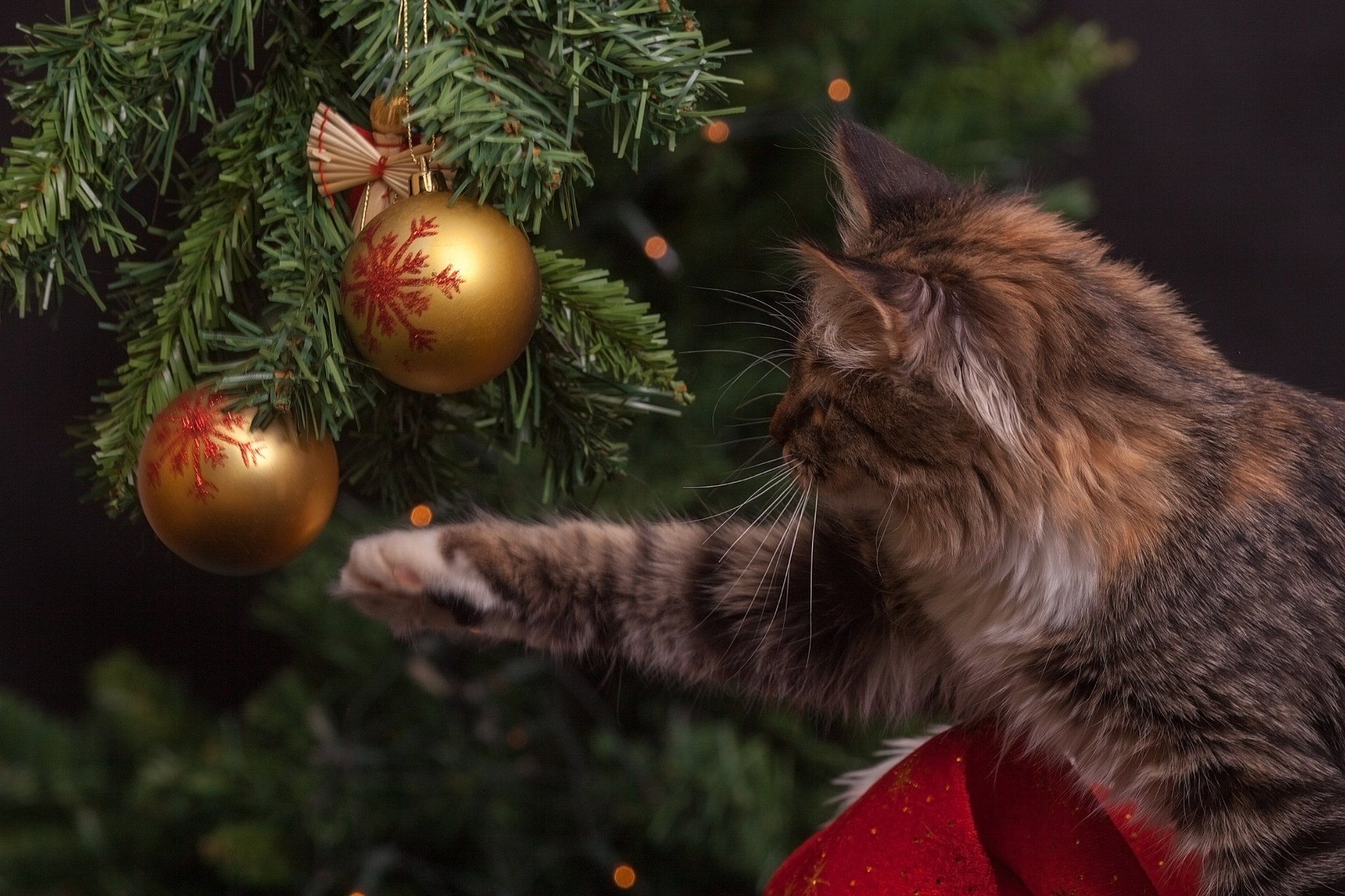 Festive Feline Charm: HD Christmas Cat and Ornaments Wallpaper ...
