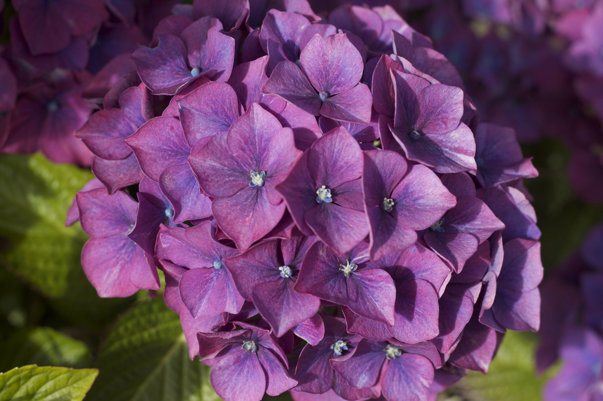 Download Purple Flower Flower Nature Hydrangea 4k Ultra HD Wallpaper