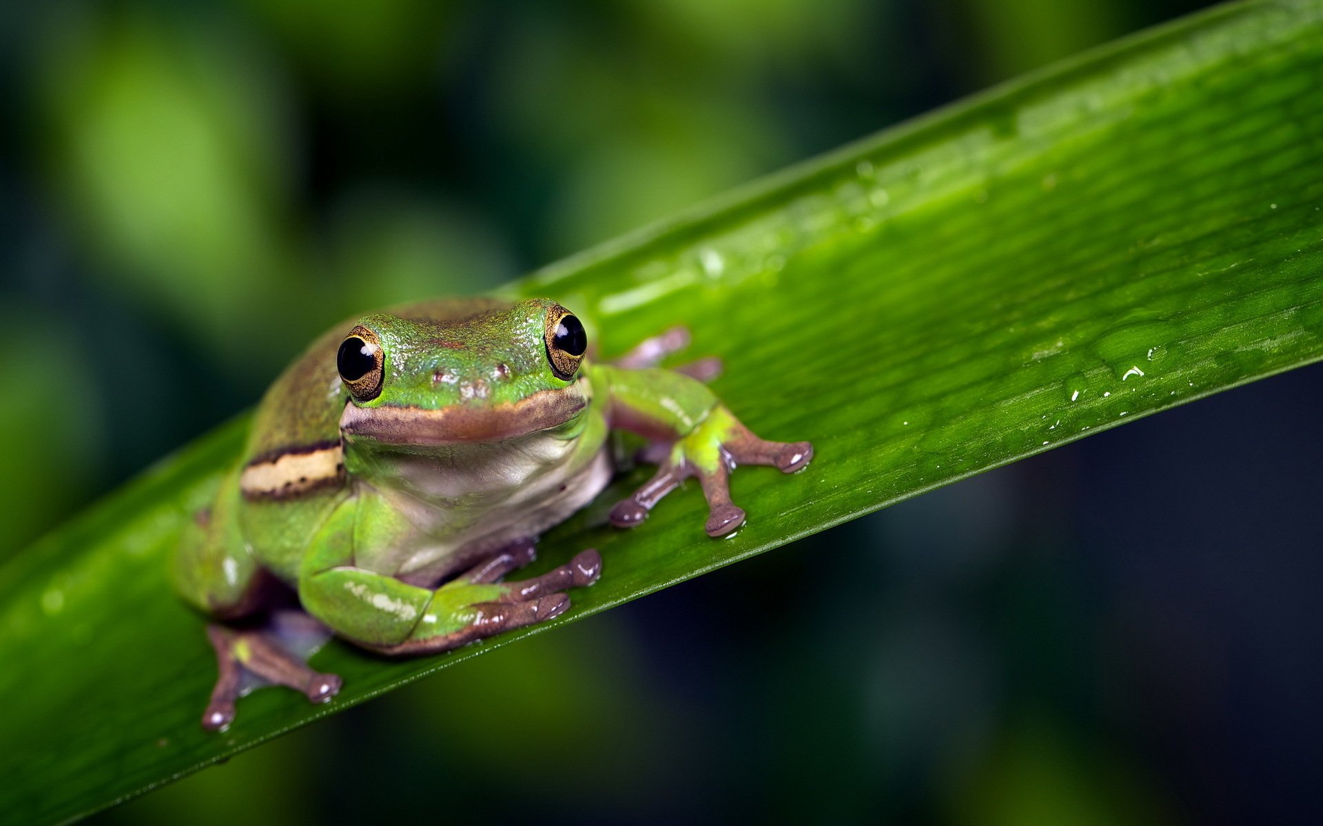 Frog HD Wallpaper