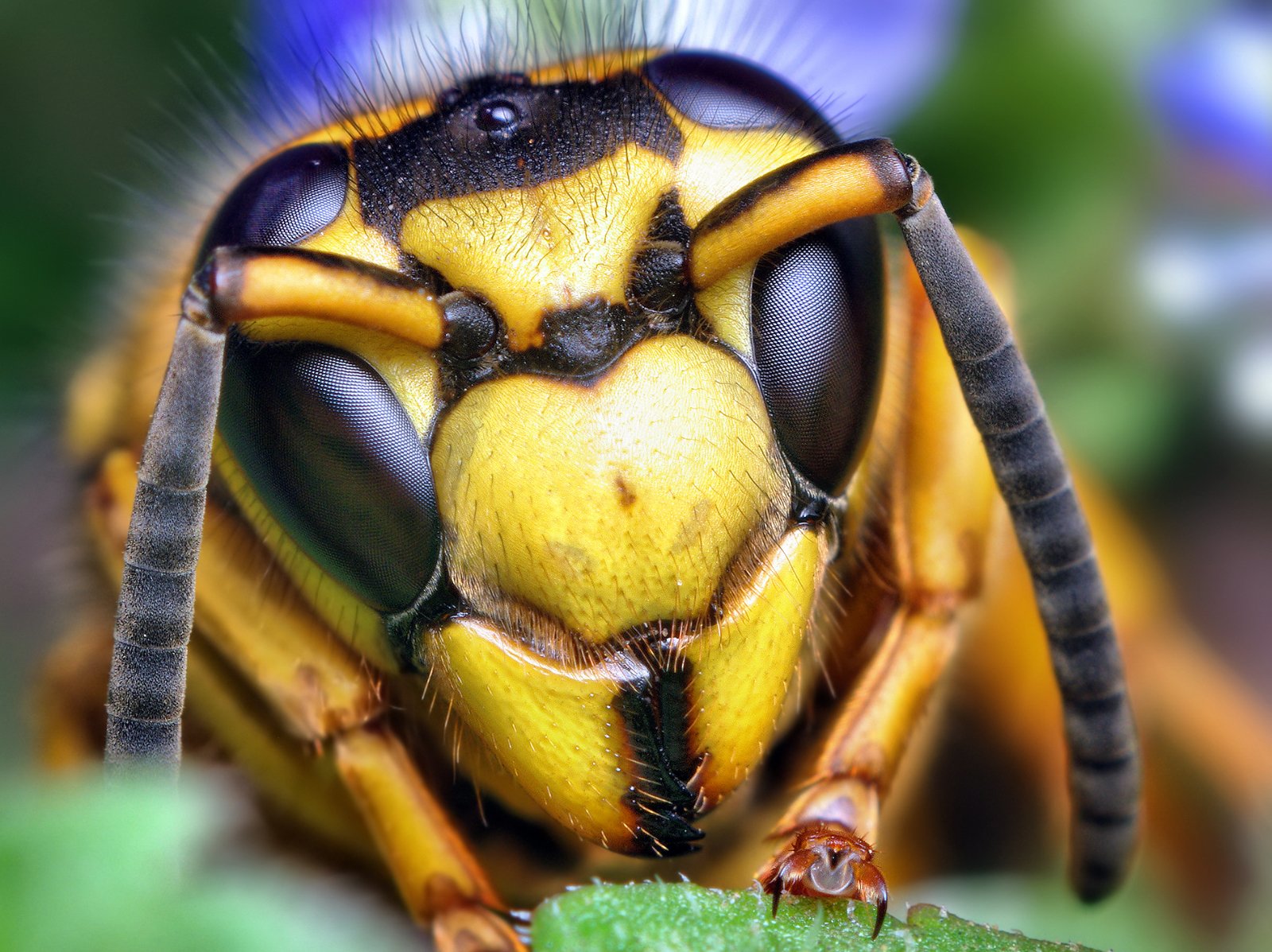 Vivid Close-Up of a Bee - Stunning HD Animal Wallpaper