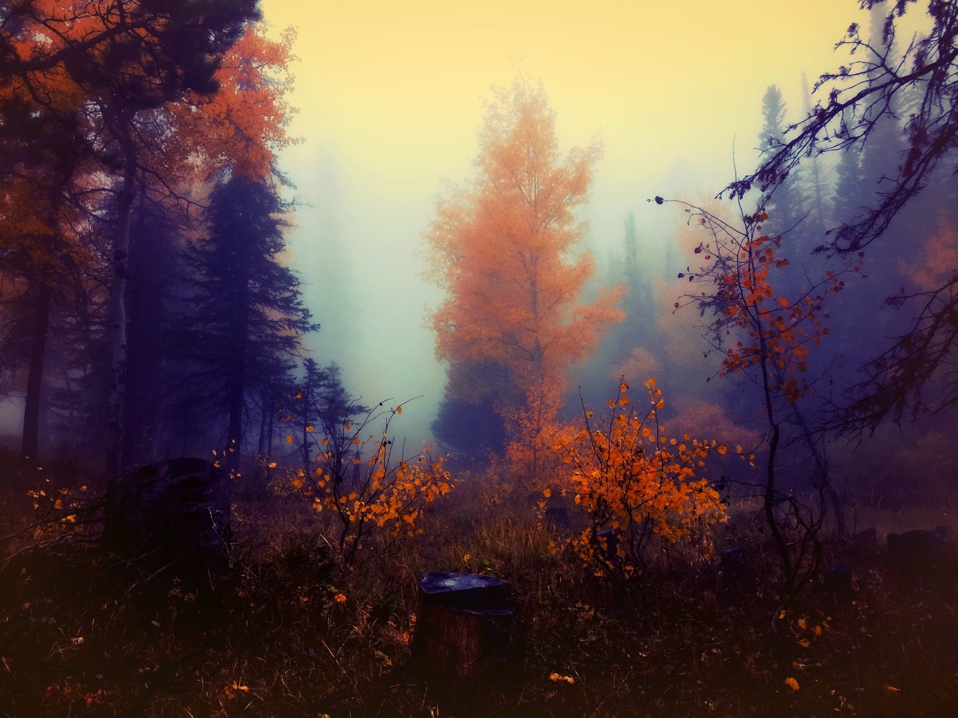 Download Forest Nature Fog Tree Fall HD Wallpaper