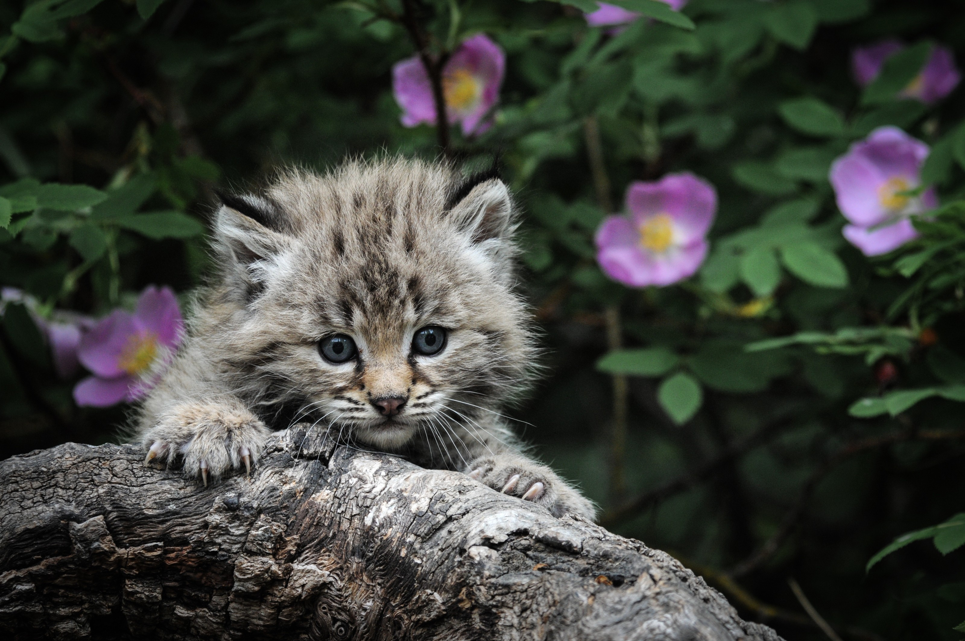Download Cute Fluffy Kitten Animal Cat Cute Cat HD Wallpaper