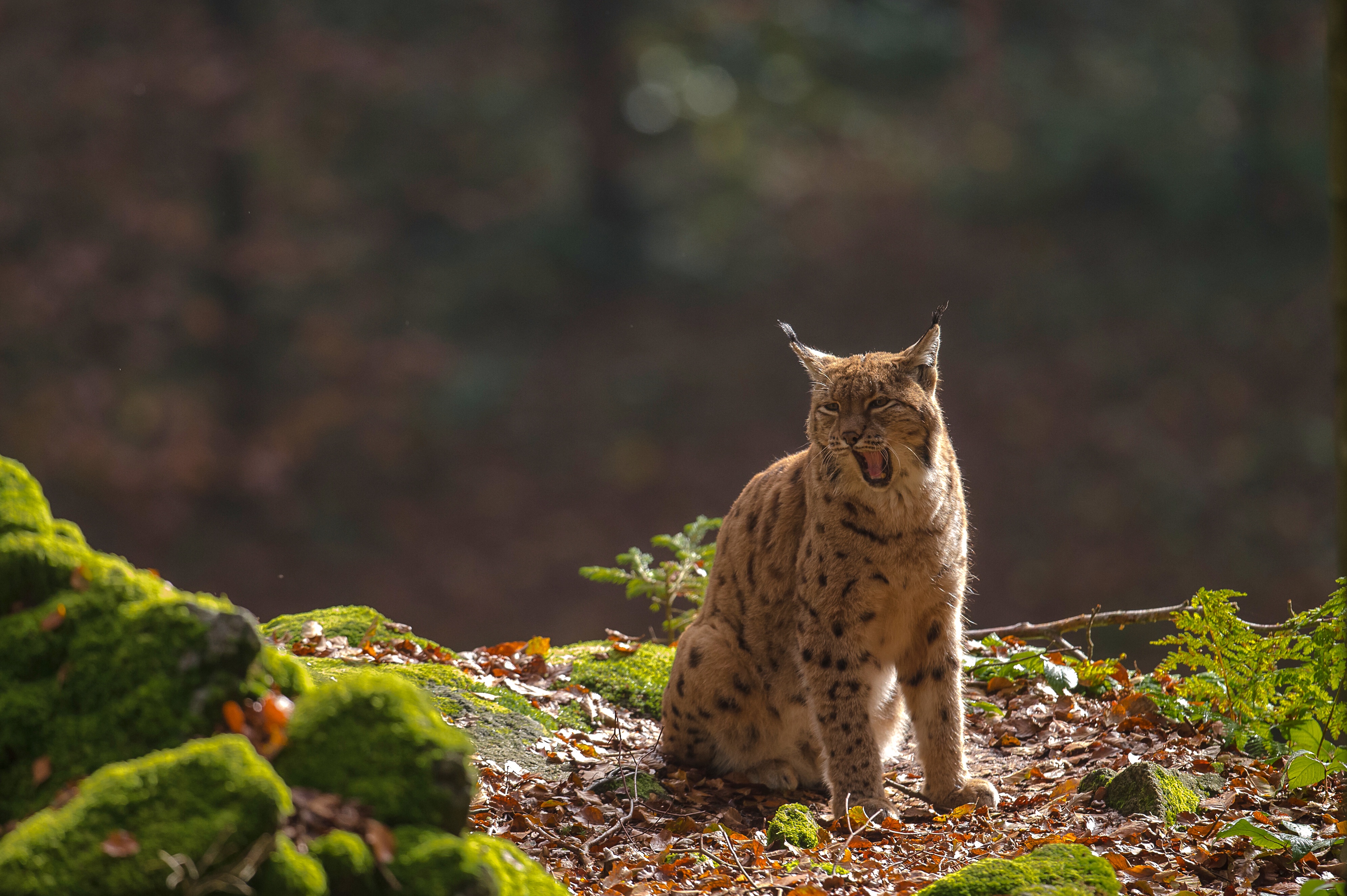 Majestic Lynx in 4K Ultra HD Nature Wallpaper