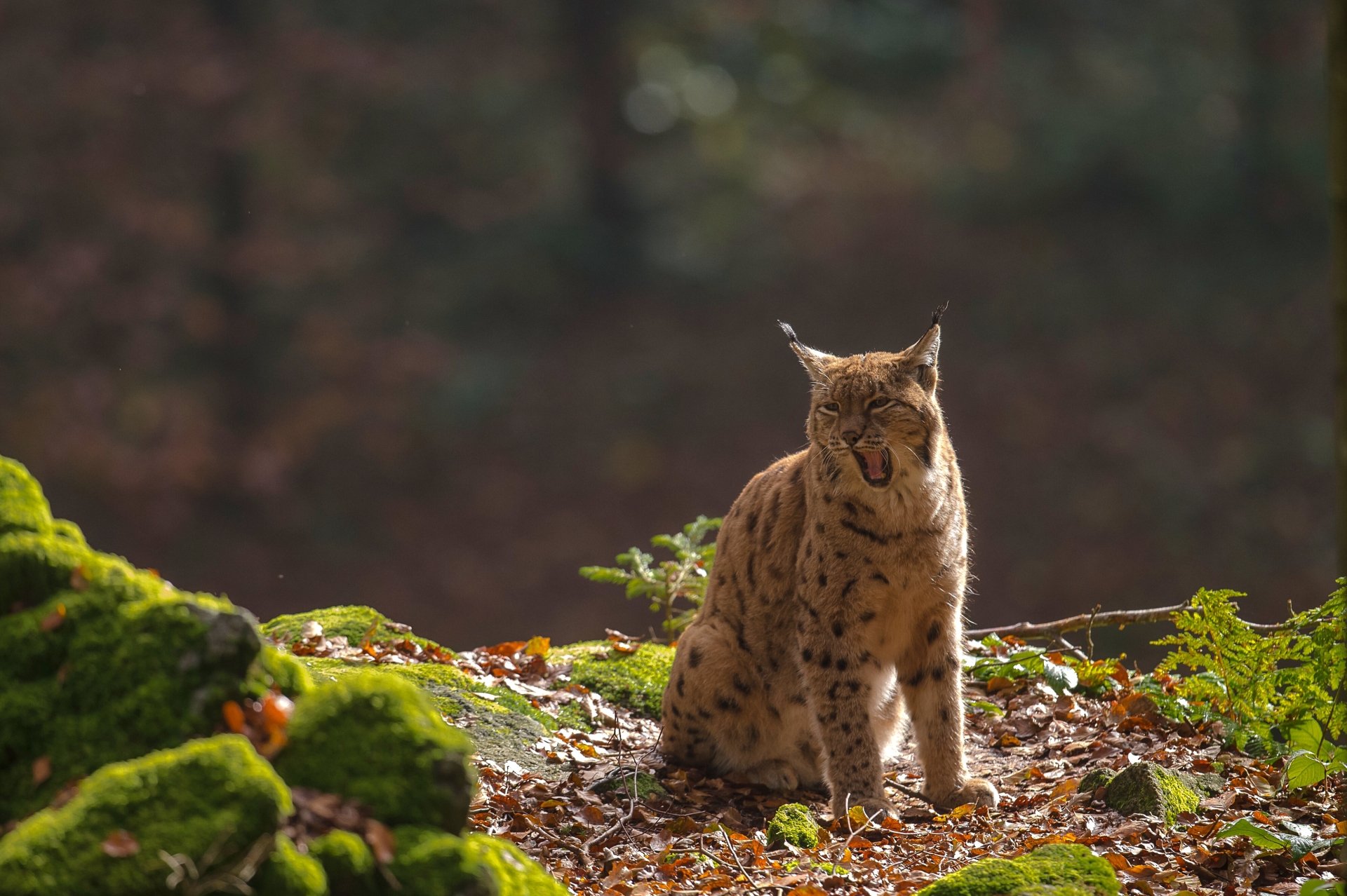 Majestic Lynx in 4K Ultra HD Nature Wallpaper