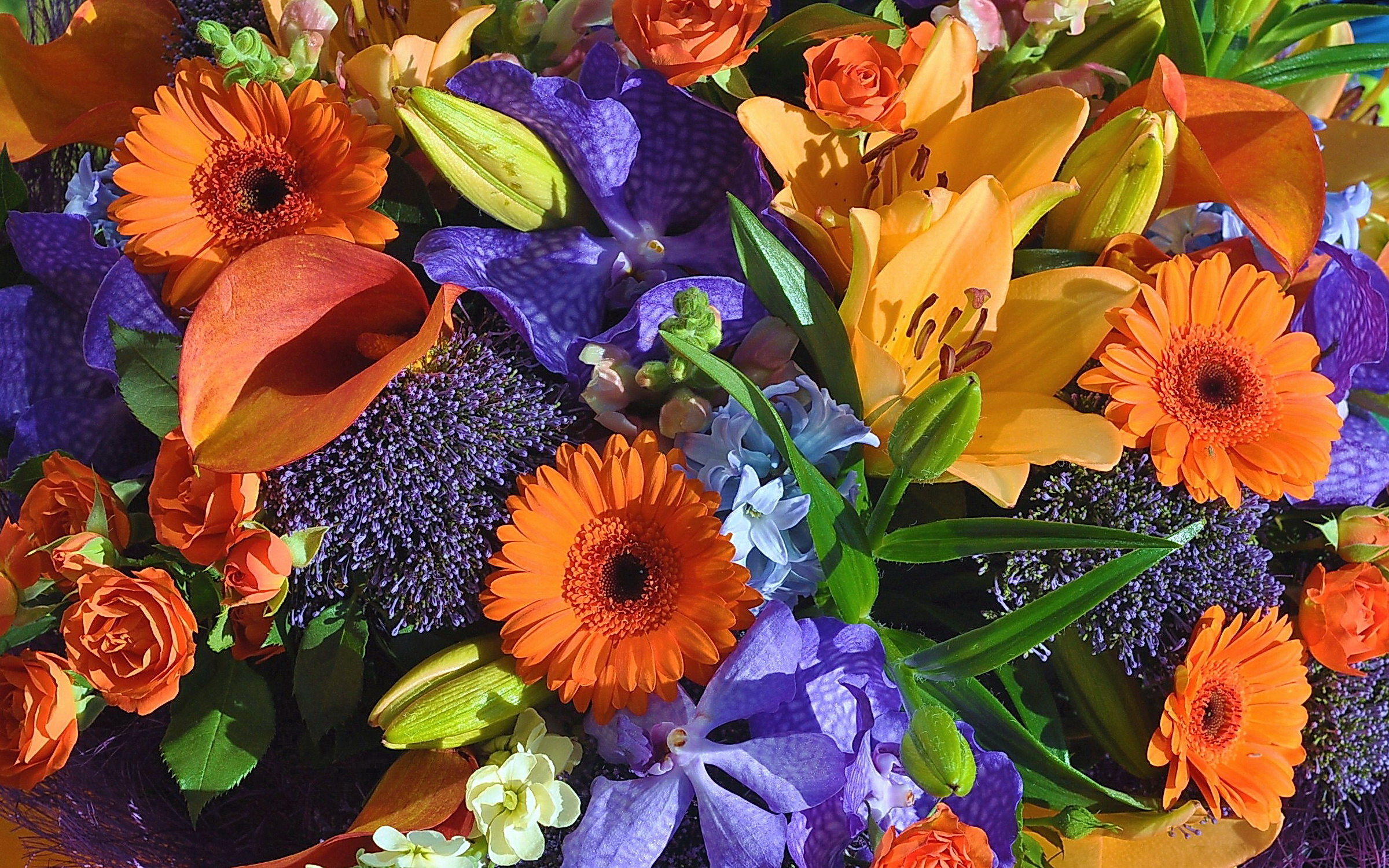 Download Purple Flower Orange Flower Colorful Colors Nature Flower HD ...