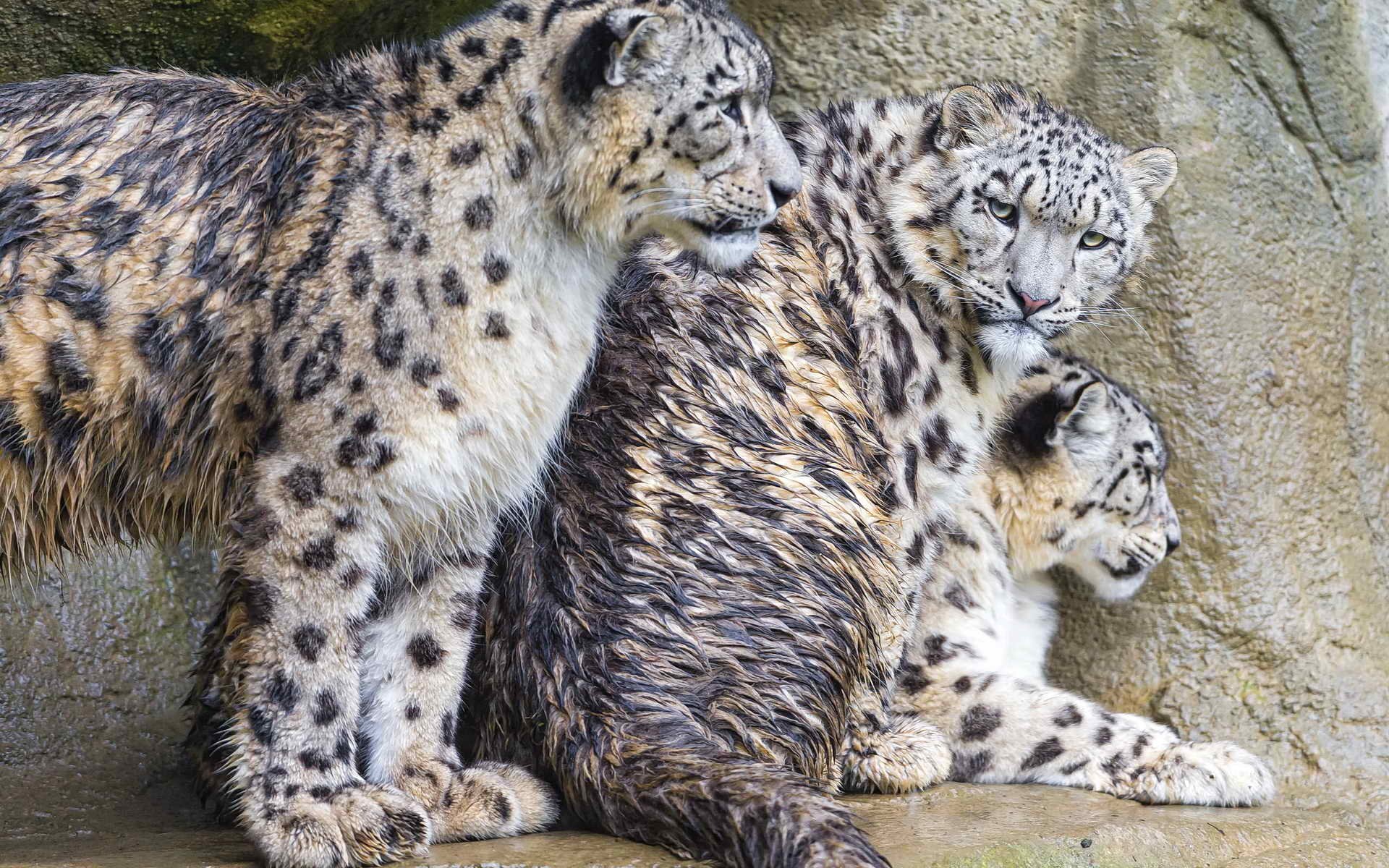 Download Cute Animal Snow Leopard HD Wallpaper | 1920x1200 | Wallpaper ...