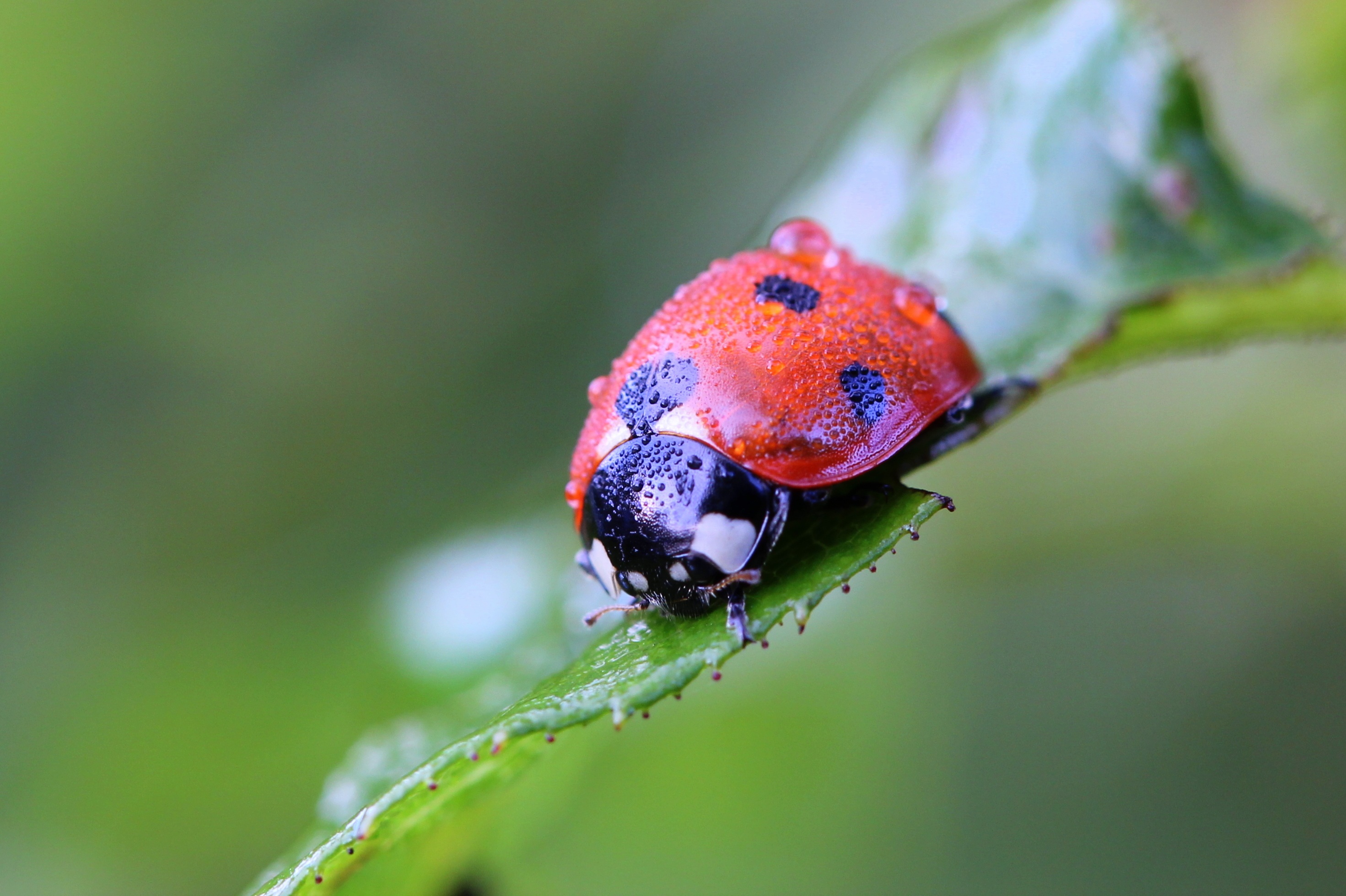 Download Macro Insect Animal Ladybug HD Wallpaper