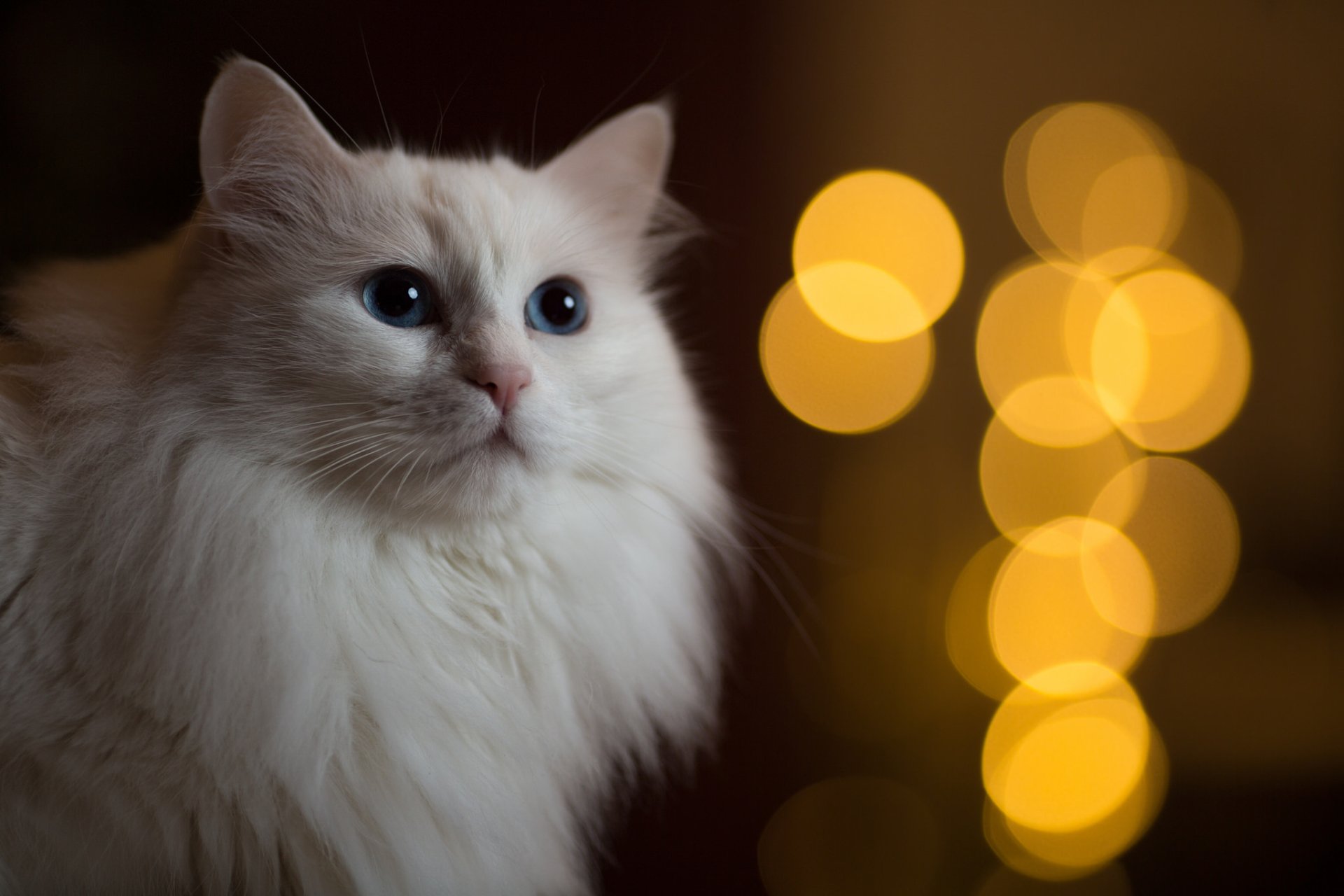 Blue-Eyed Majesty: Stunning Cat Portrait with Bokeh Glow HD Wallpaper
