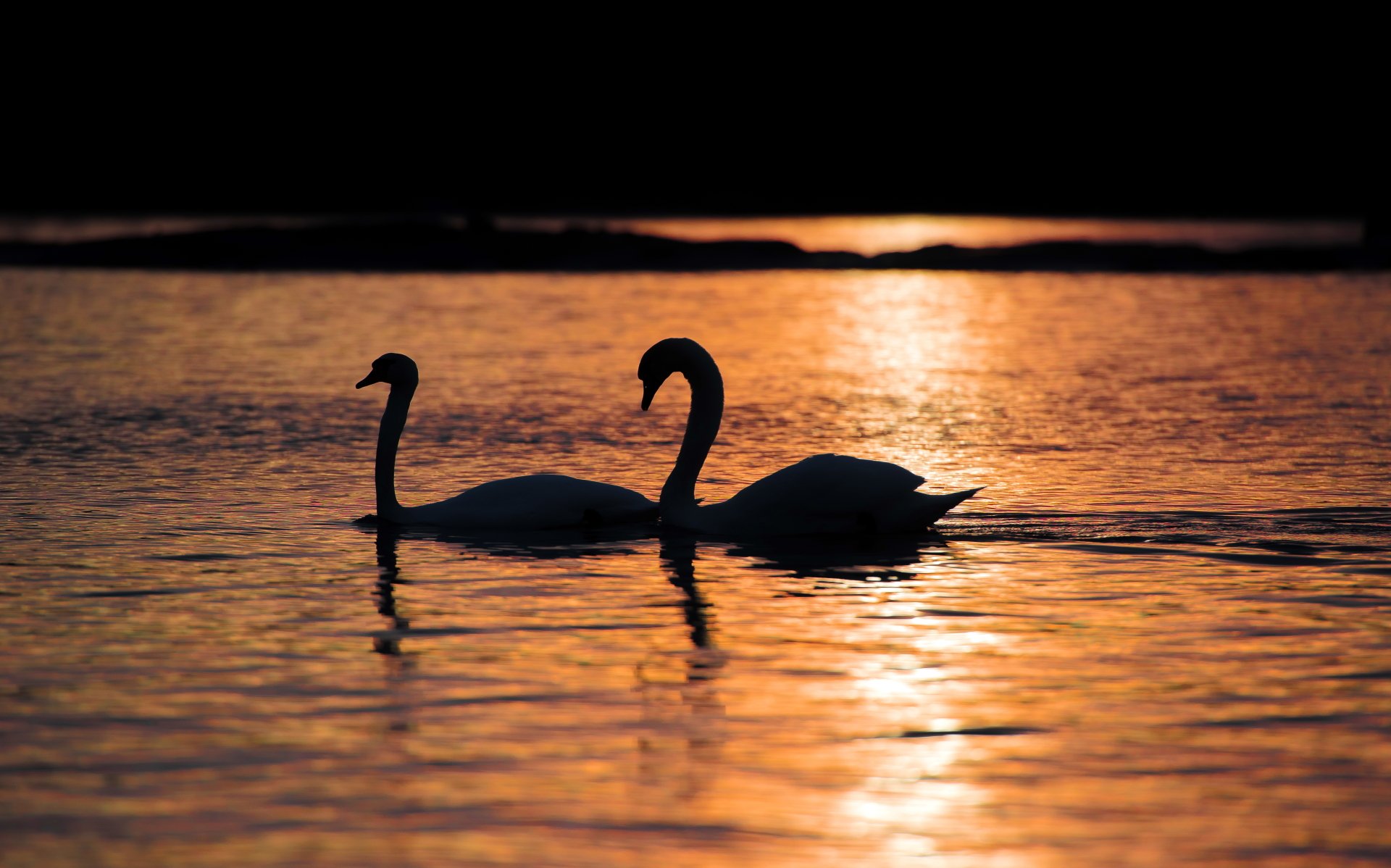 Swan Silhouette Sunset: 4K Ultra HD Wallpaper