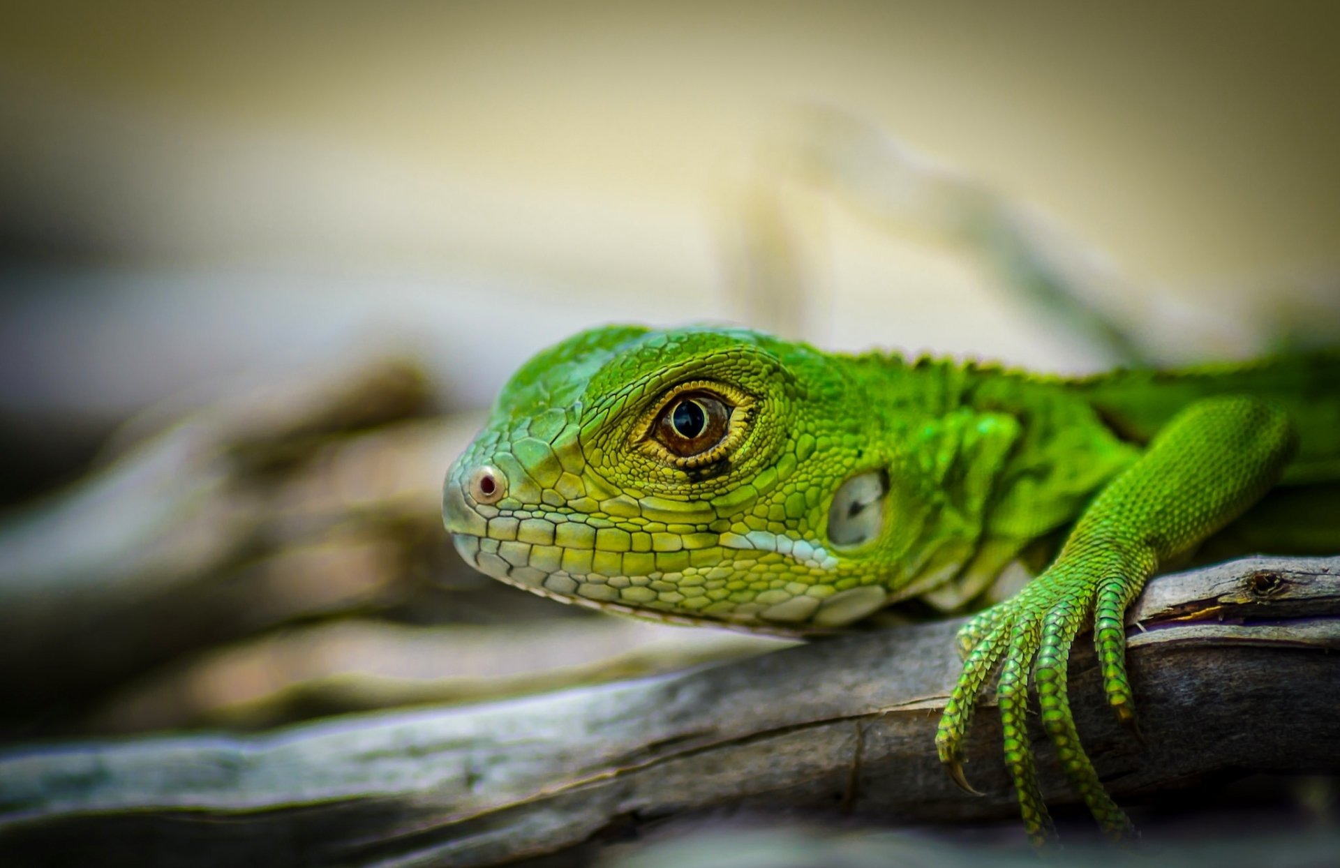 Animal Iguana HD Wallpaper