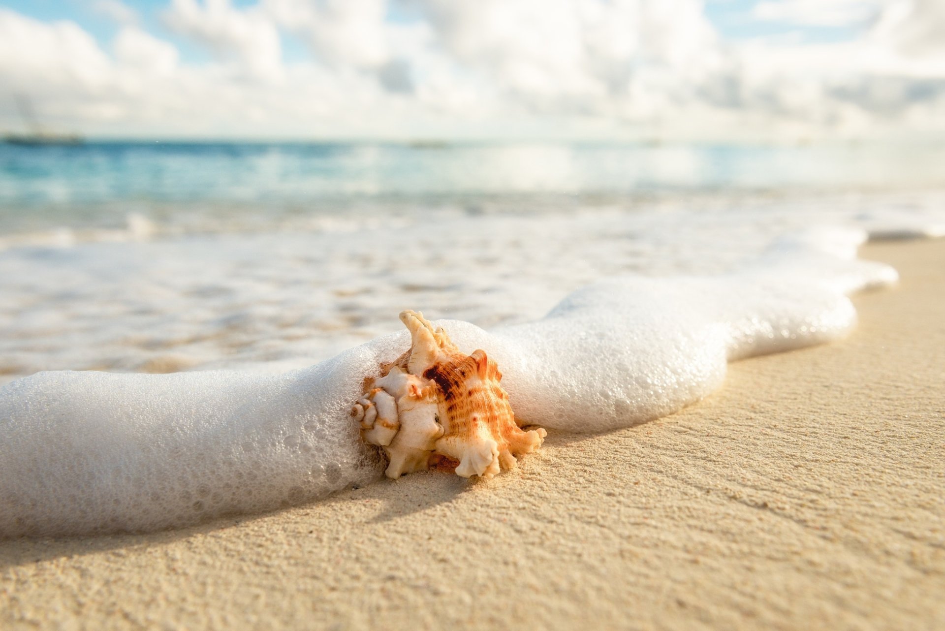 Download Close-up Sand Foam Nature Shell HD Wallpaper