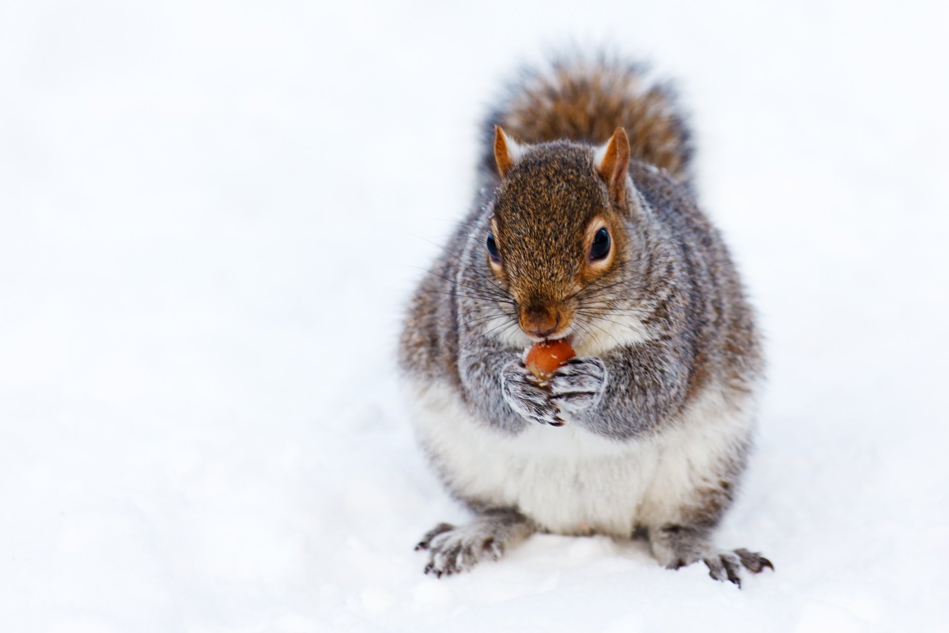 Squirrel Snack Time – 4K Ultra HD Rodent Delight in Snow