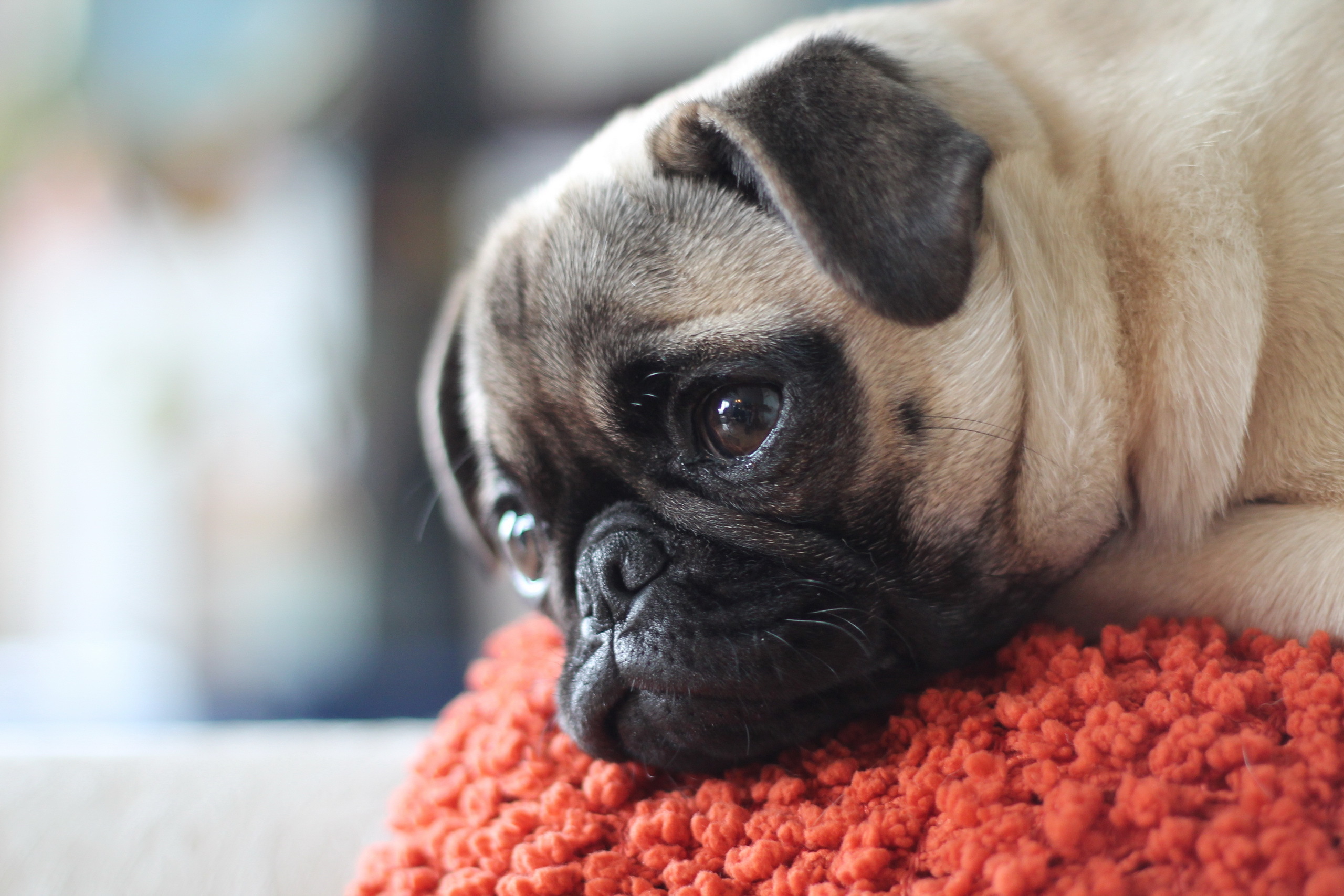 Pug Muzzle HD Wallpaper