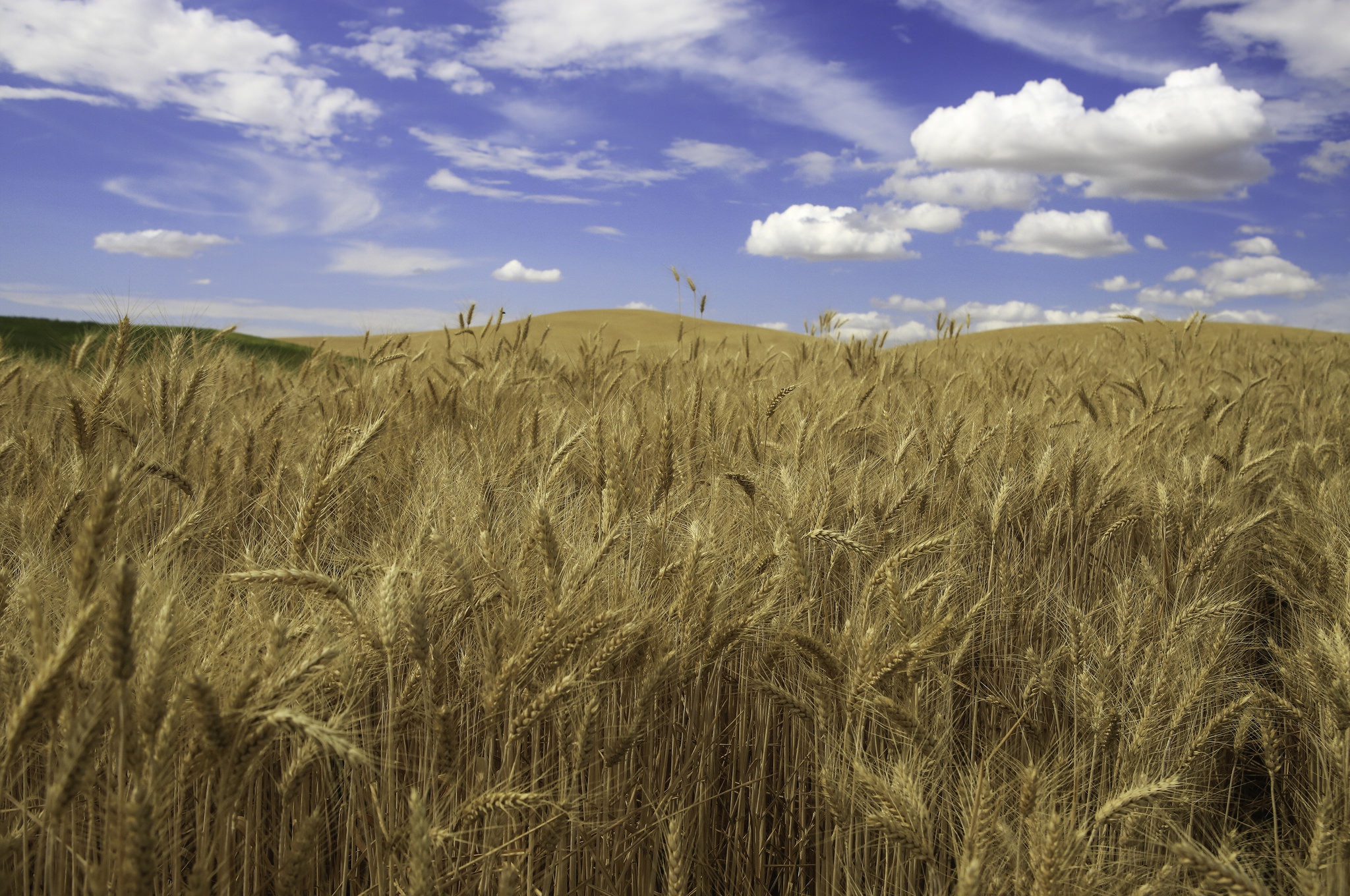 Download Cloud Sky Field Summer Nature Wheat HD Wallpaper
