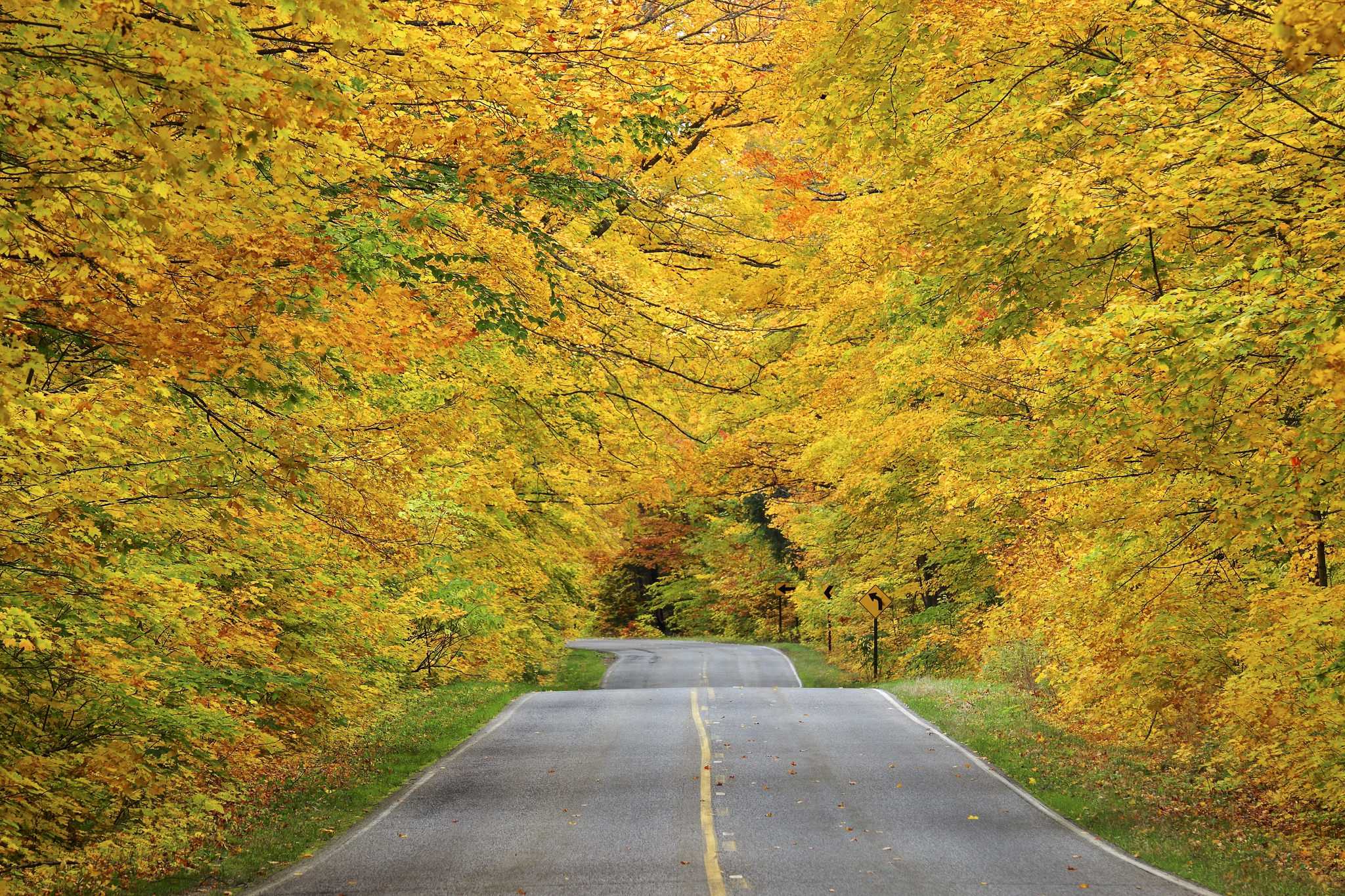 Download Forest Tree Fall Man Made Road HD Wallpaper