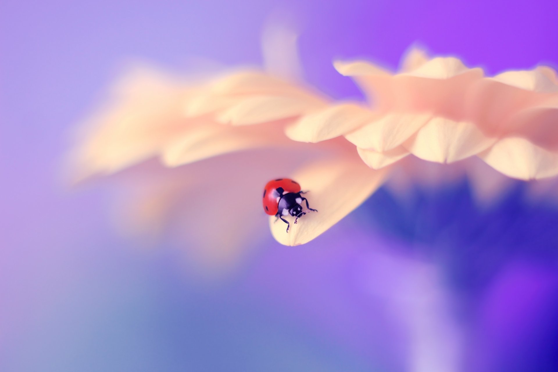 Download Peach Flower Petal Macro Insect Animal Ladybug 4k Ultra HD ...