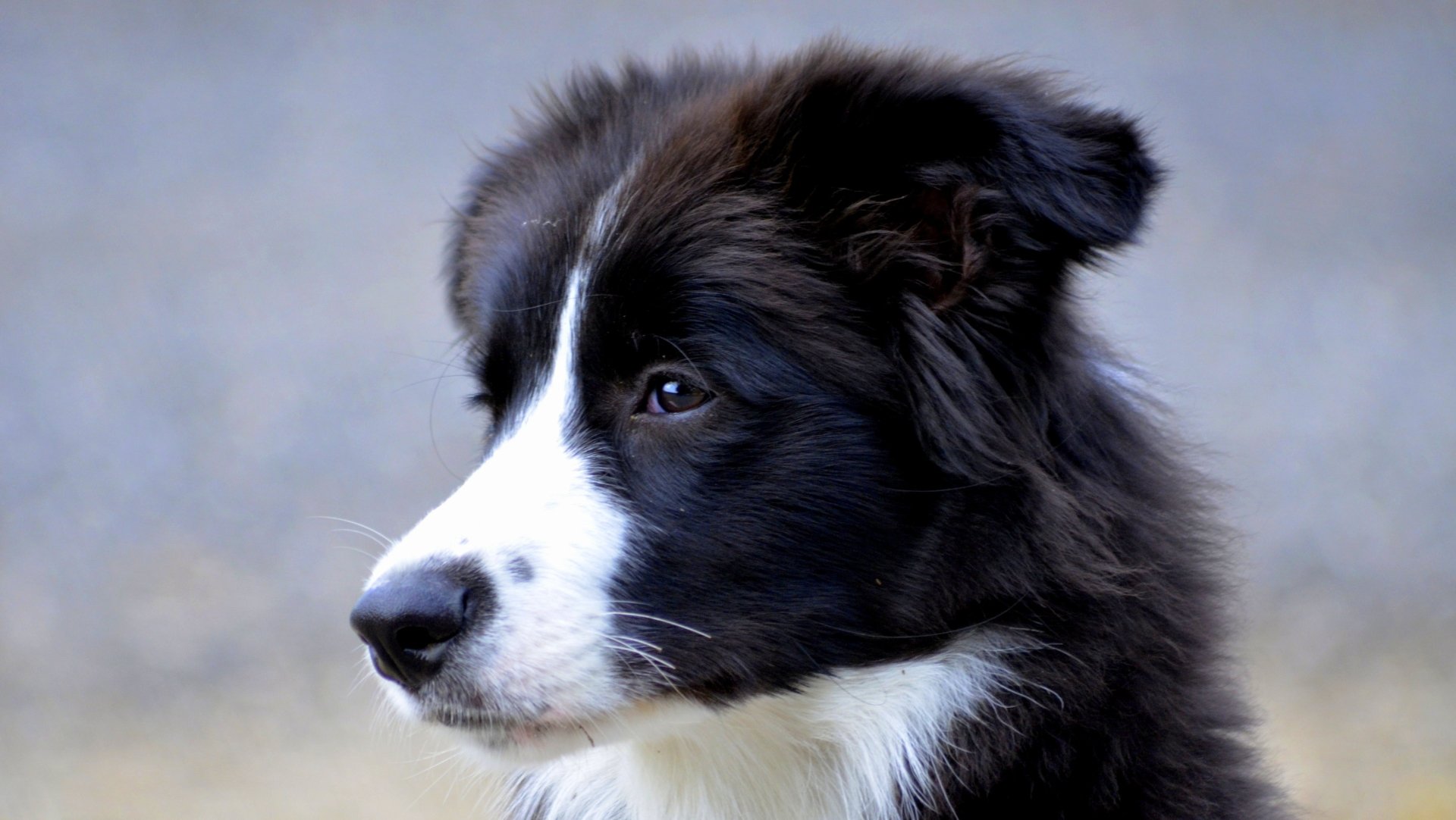 Download Puppy Muzzle Dog Animal Border Collie 4k Ultra HD Wallpaper