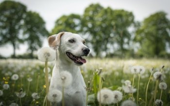 Download Dandelion Labrador Retriever Dog Depth Of Field Animal PFP