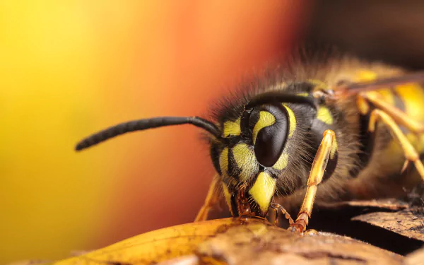 Download Wasp Animal Cuckoo Wasp Wallpaper