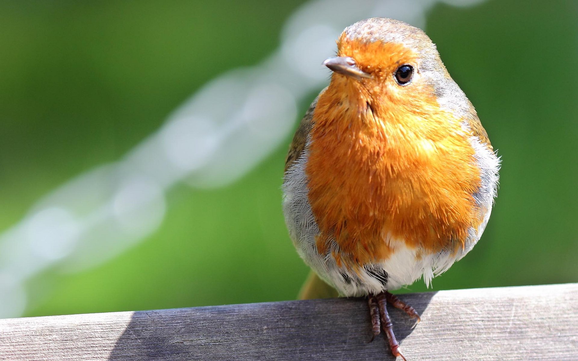 Download Bird Animal Robin HD Wallpaper