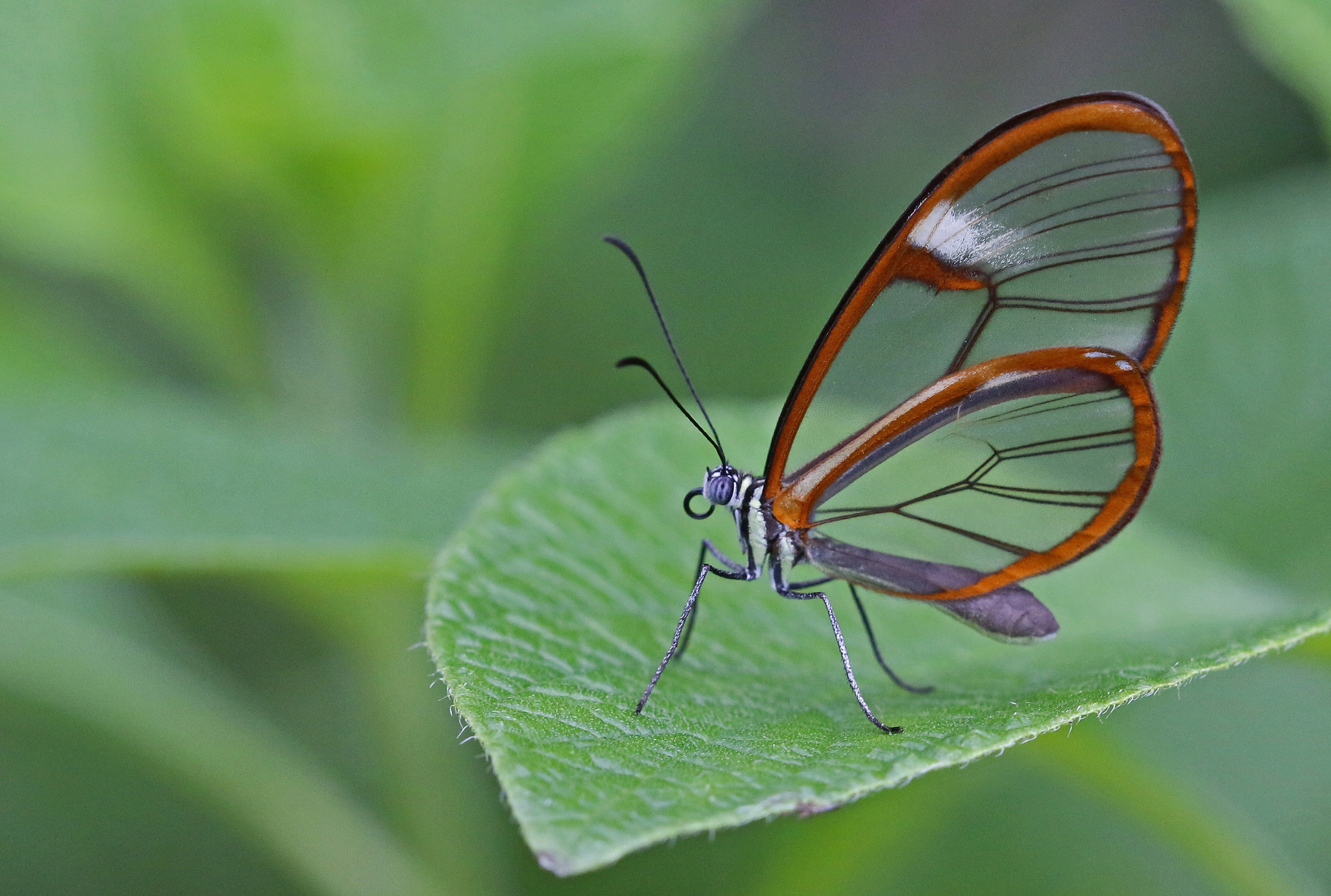 Download Macro Insect Animal Butterfly HD Wallpaper