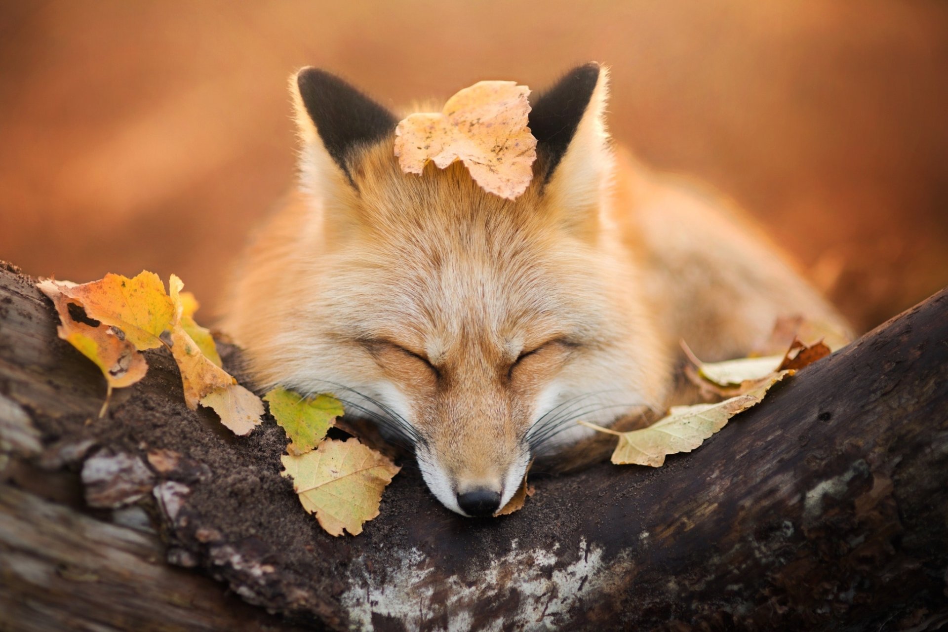 Peaceful Fox in Autumn Leaves - HD Wallpaper