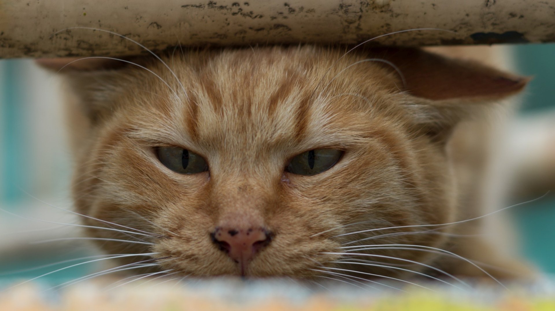 Ginger Stare — HD Close-Up Cat Wallpaper | 2048x1150 | Wallpaper Abyss