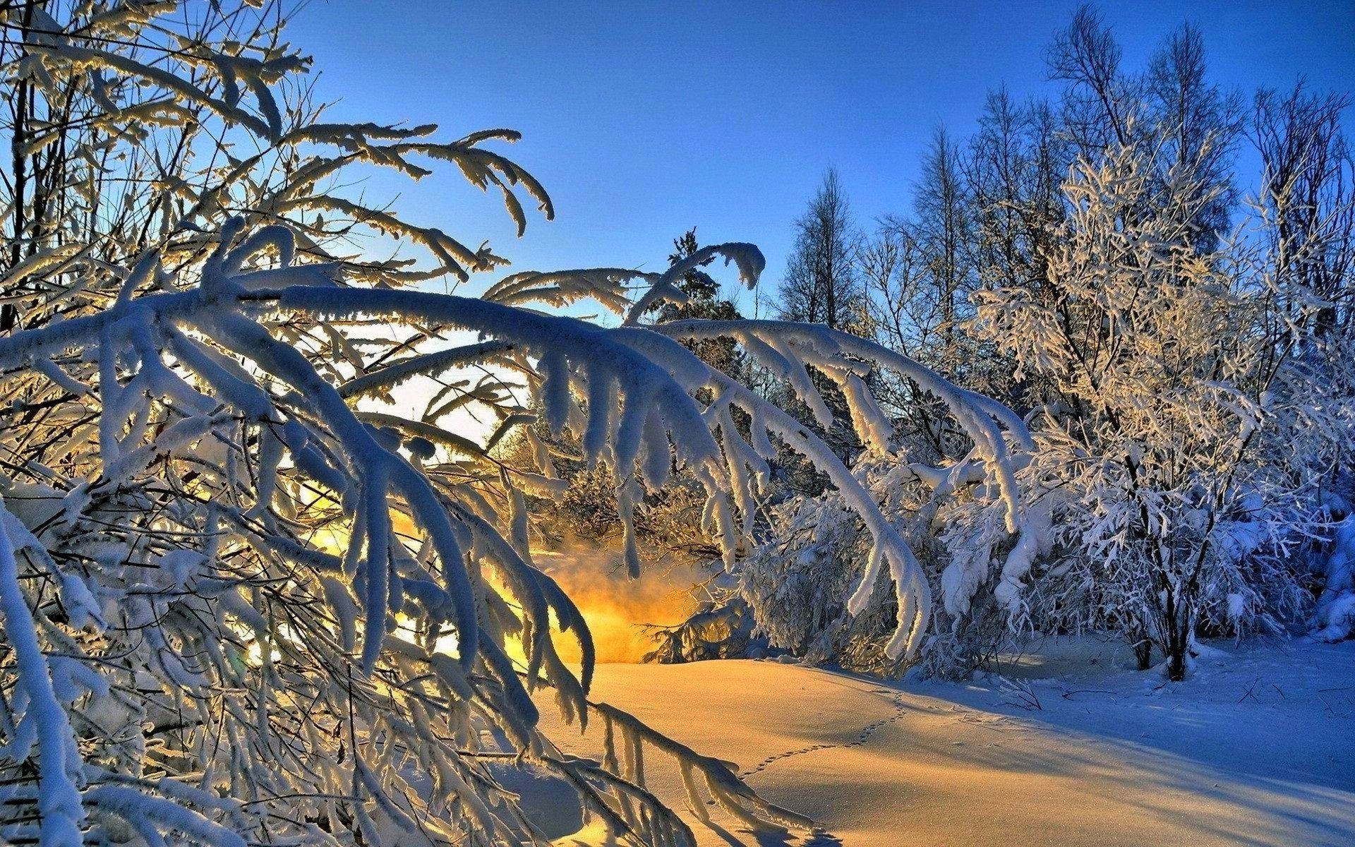 Winter Sunset Glow: Snow-Covered Branches in Nature's Embrace