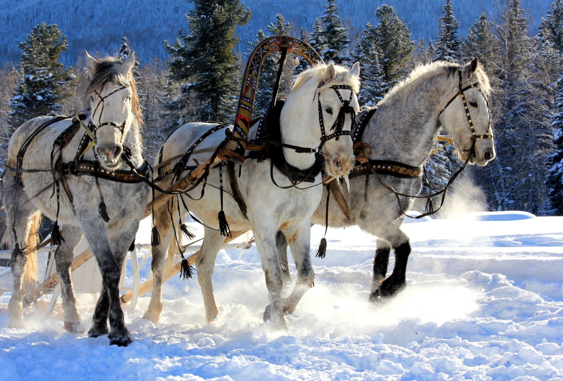 Winter Horses Snow HD Wallpaper
