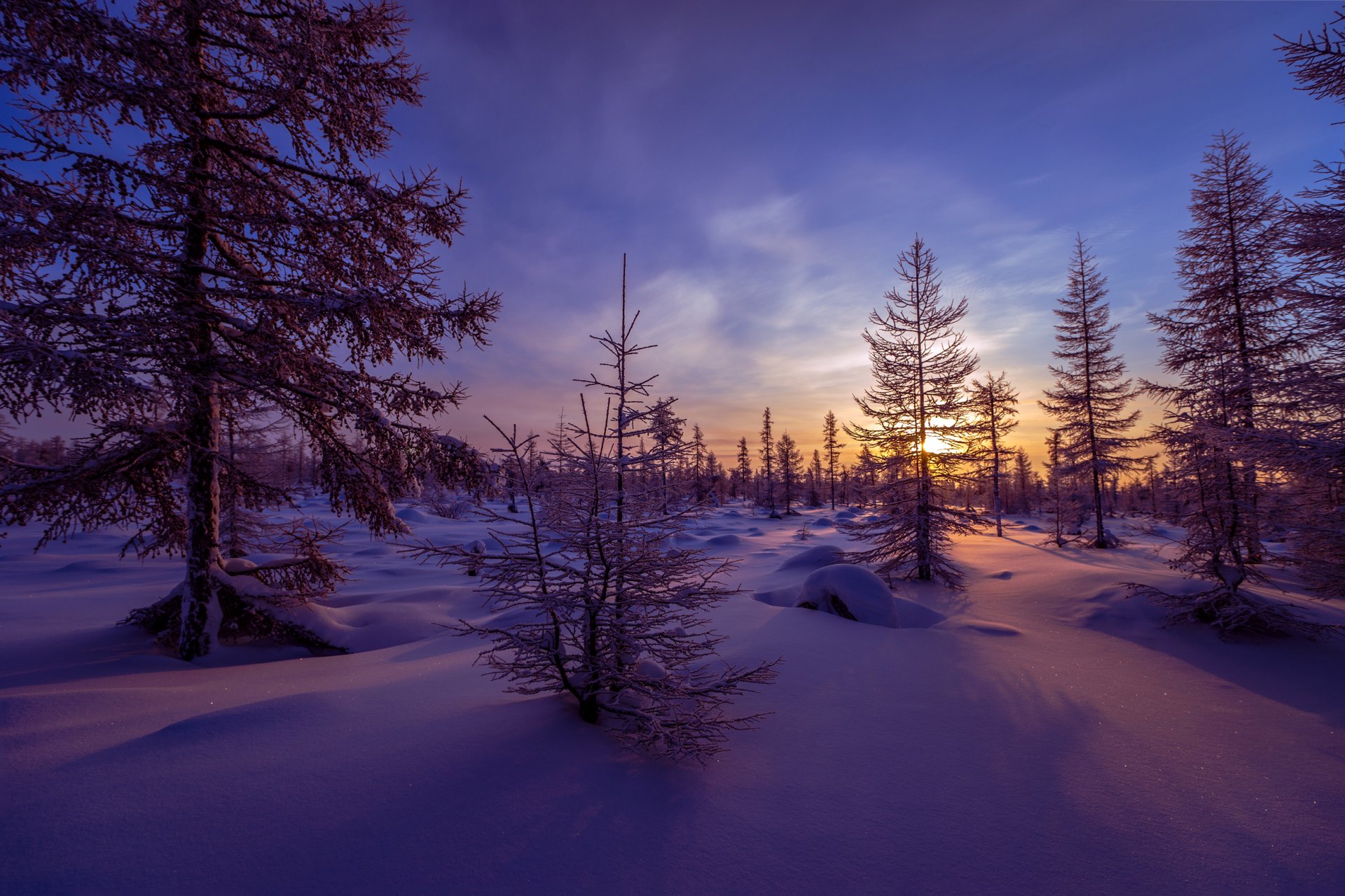Winter Sunset Serenity: Snow-Covered Trees in Nature's HD Glow ...