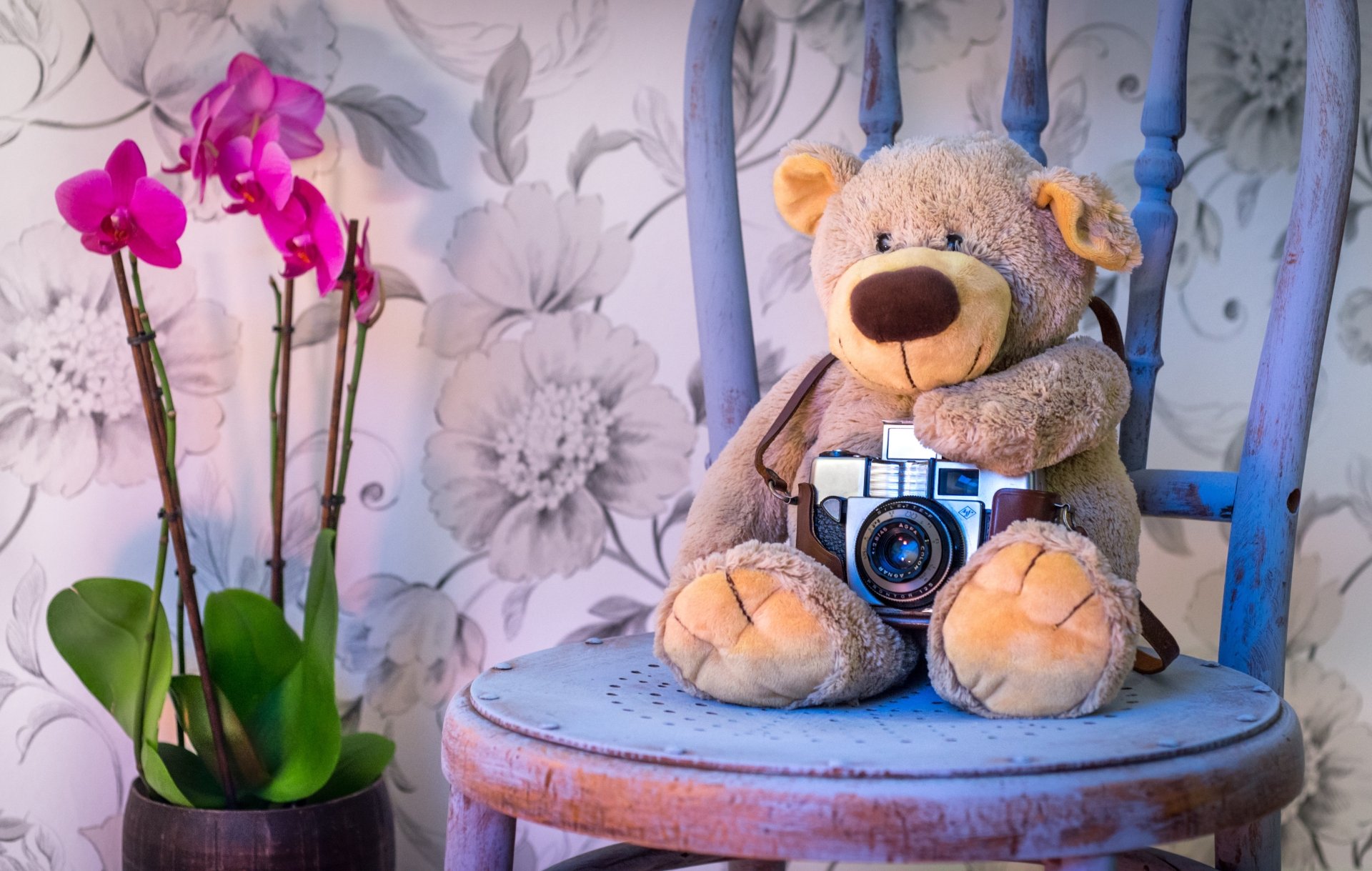 Cozy Still Life: Teddy Bear with Camera on Vintage Chair and Blooming ...