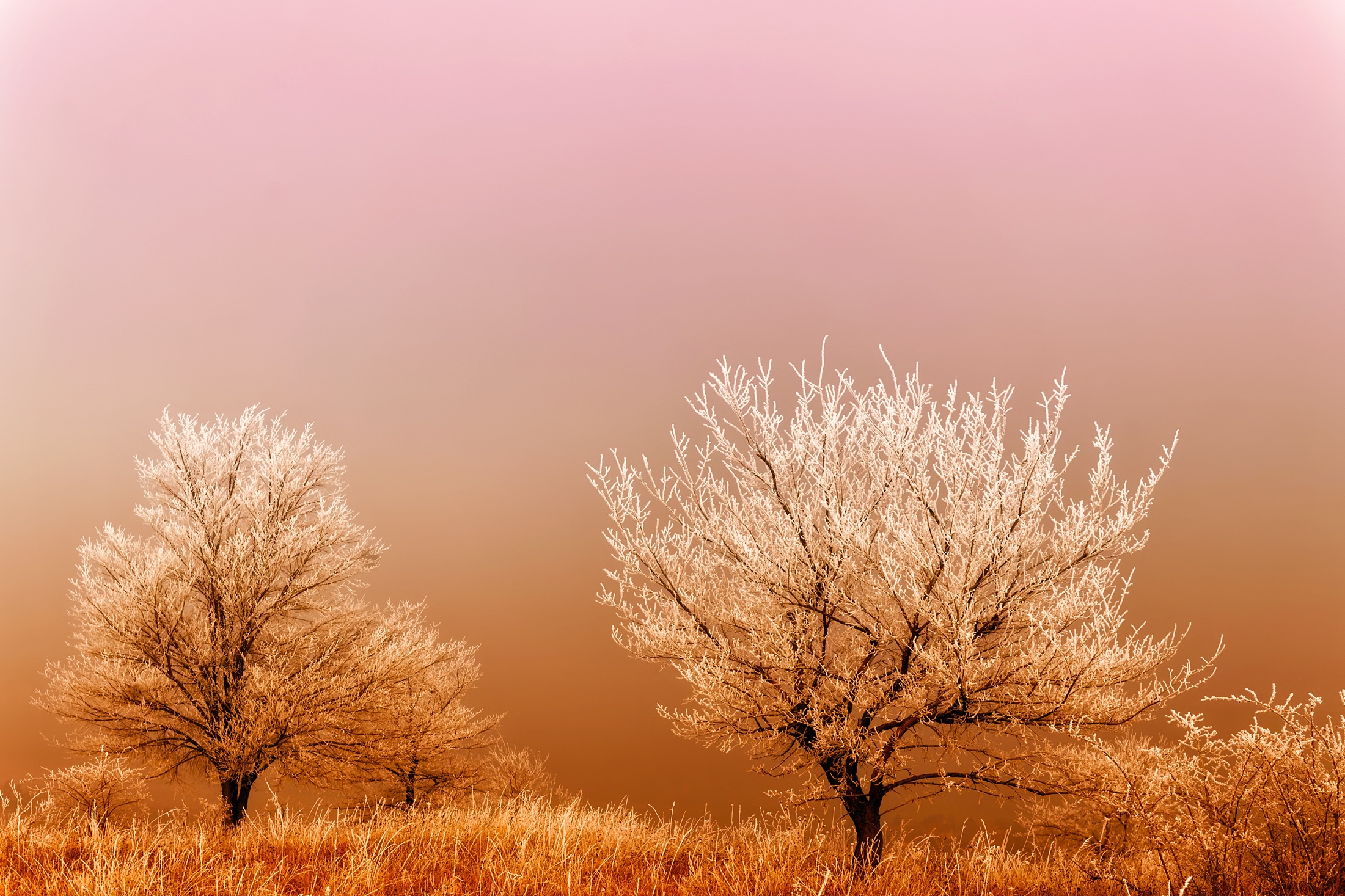 Download Grass Orange (Color) Winter Nature Tree HD Wallpaper
