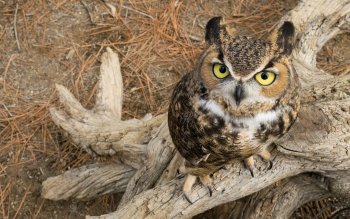 Owl Pfp