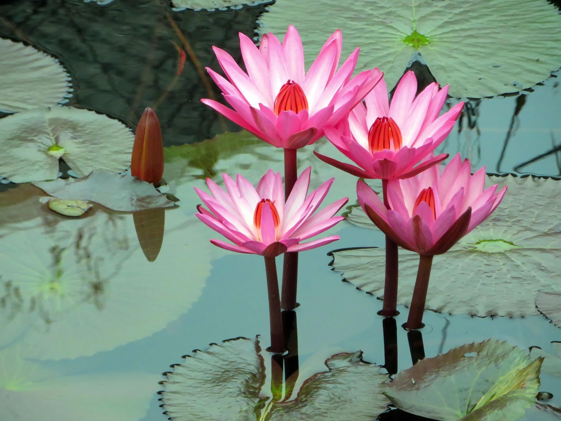 4K Ultra HD Pink Water Lily Blossoms Amidst Lush Green Leaves and Tranquil Water