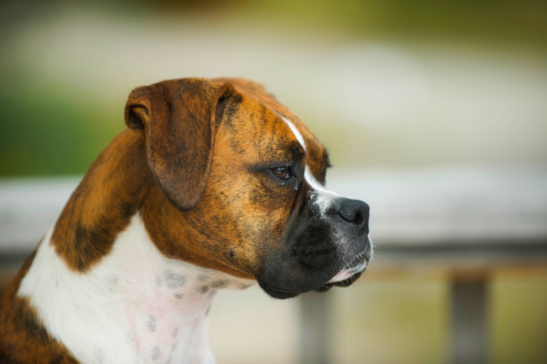 Majestic Boxer Dog Portrait HD Wallpaper – Stunning Animal Close-Up